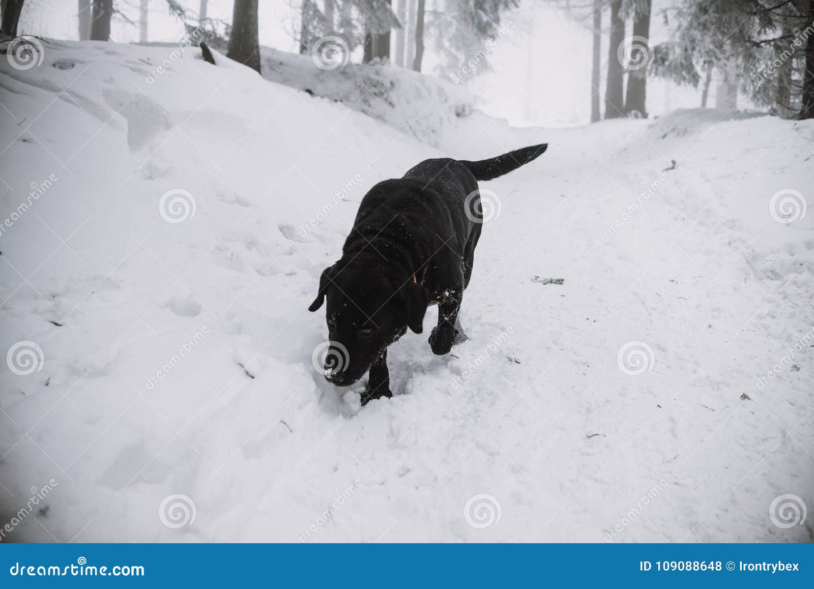 Black Labrador Dog in the Snow in Forest Stock Photo - Image of cute ...