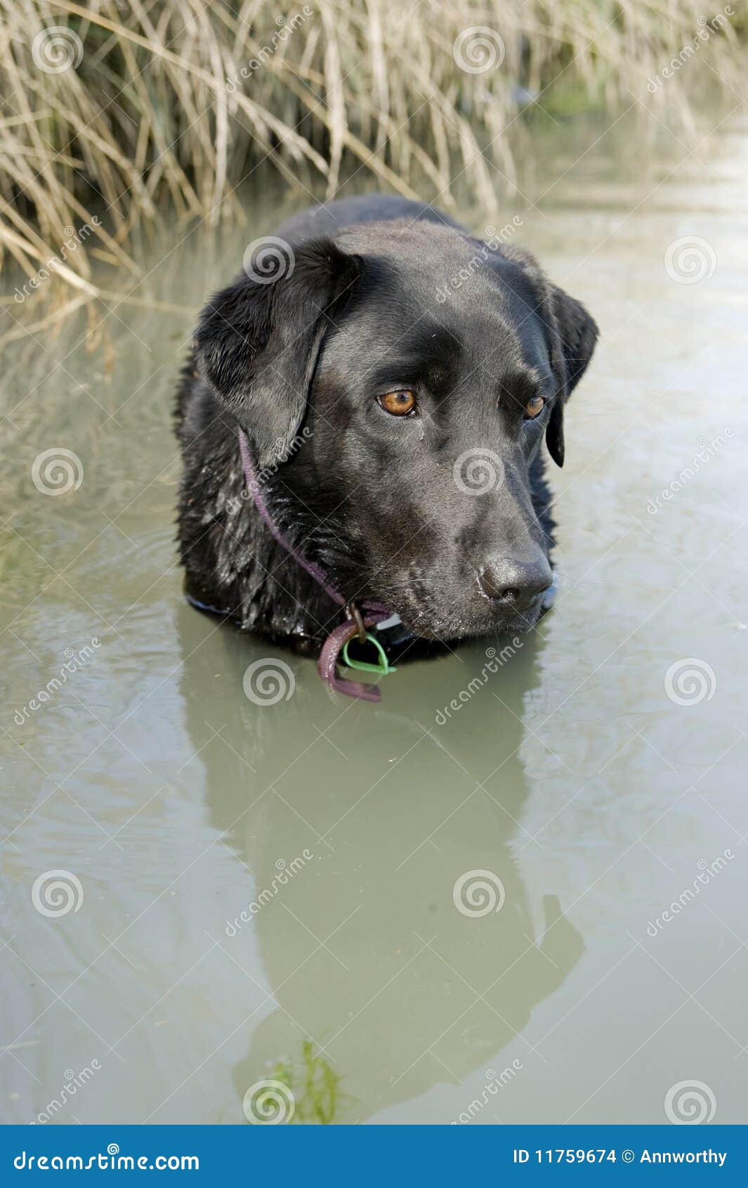 Black Labrador Enjoying Being in Water Stock Photo - Image of hound ...