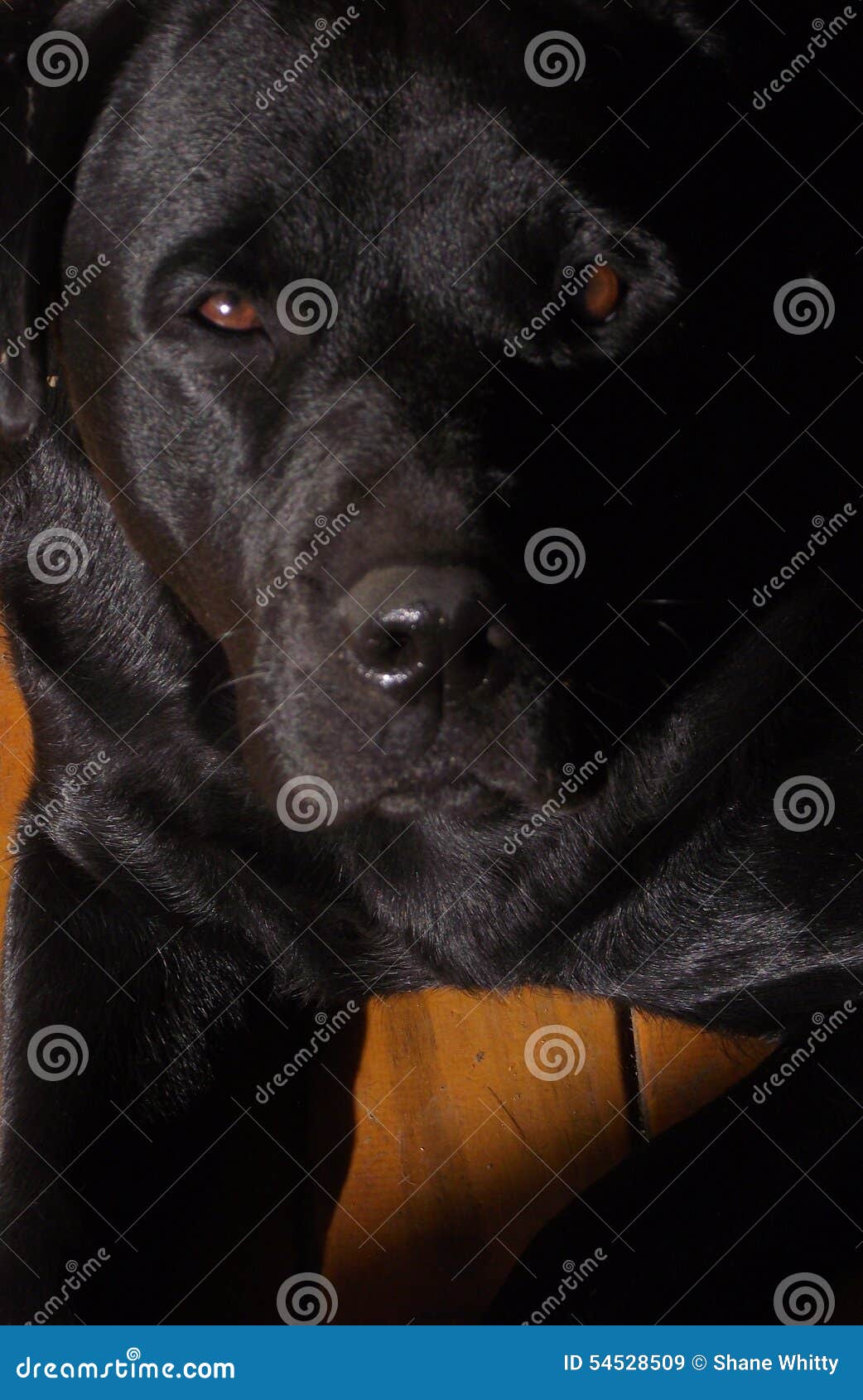 Black labrador face stock image. Image of security, labrador - 54528509
