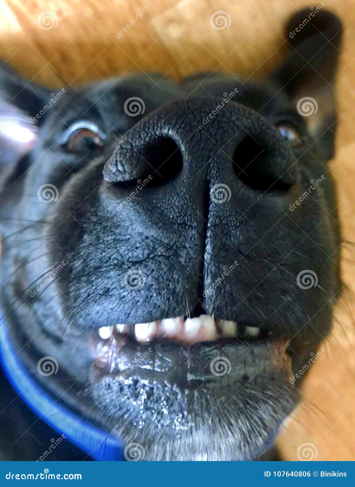 Black Labrador Face stock photo. Image of beautiful - 107640806