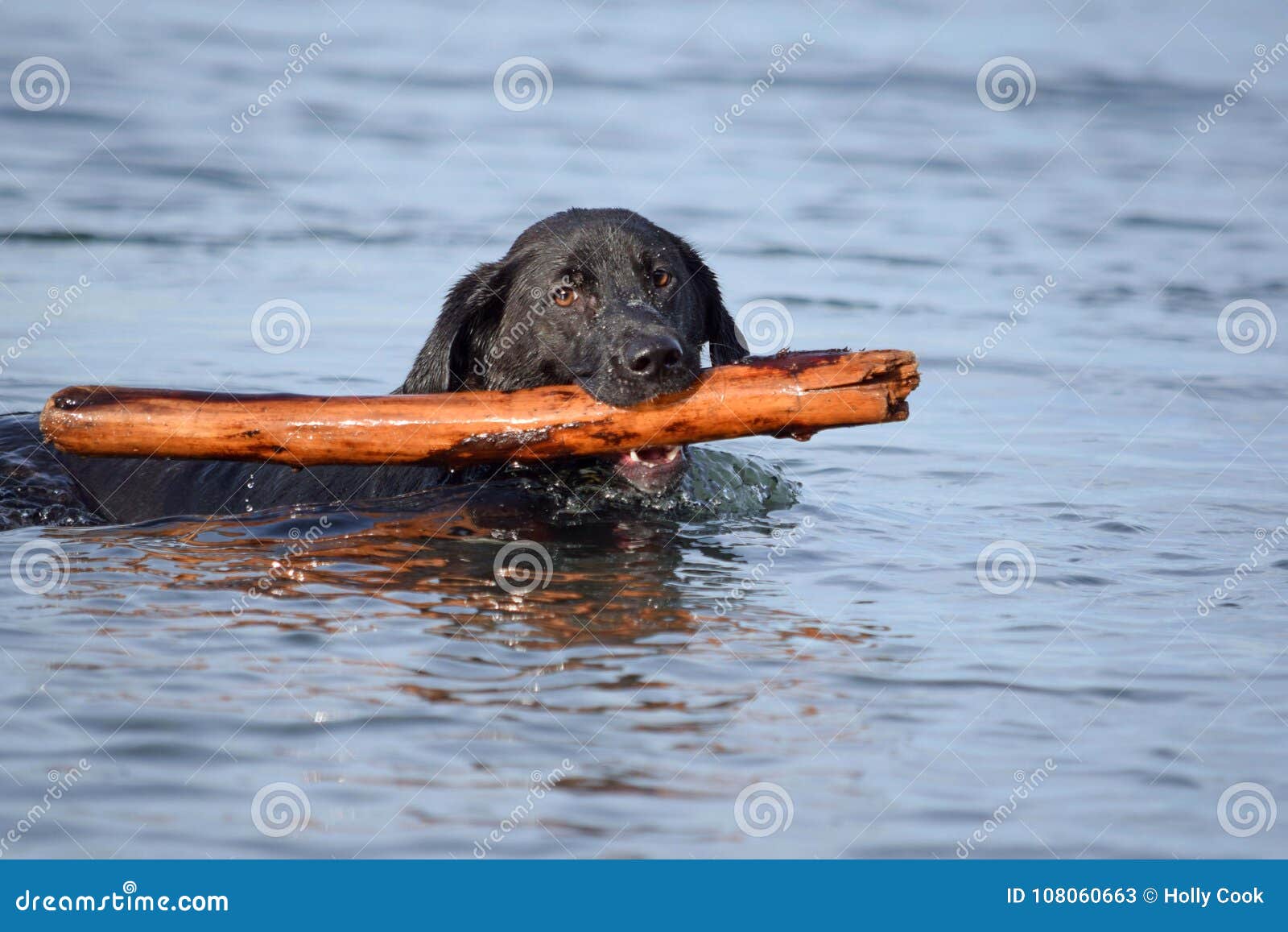 Black Labrador Fetching a Stick in the Water Stock Image - Image of ...