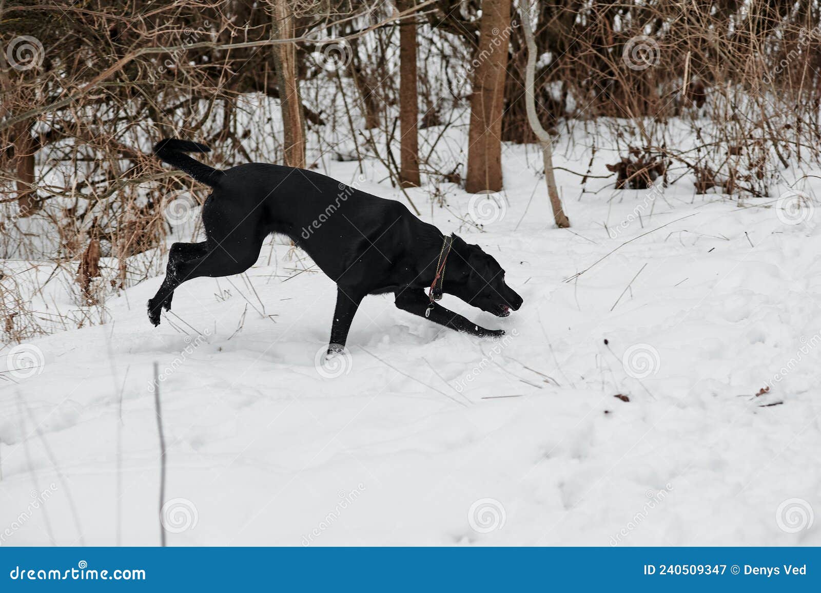 Black Labrador in the Forest in Winter Stock Image - Image of puppy ...