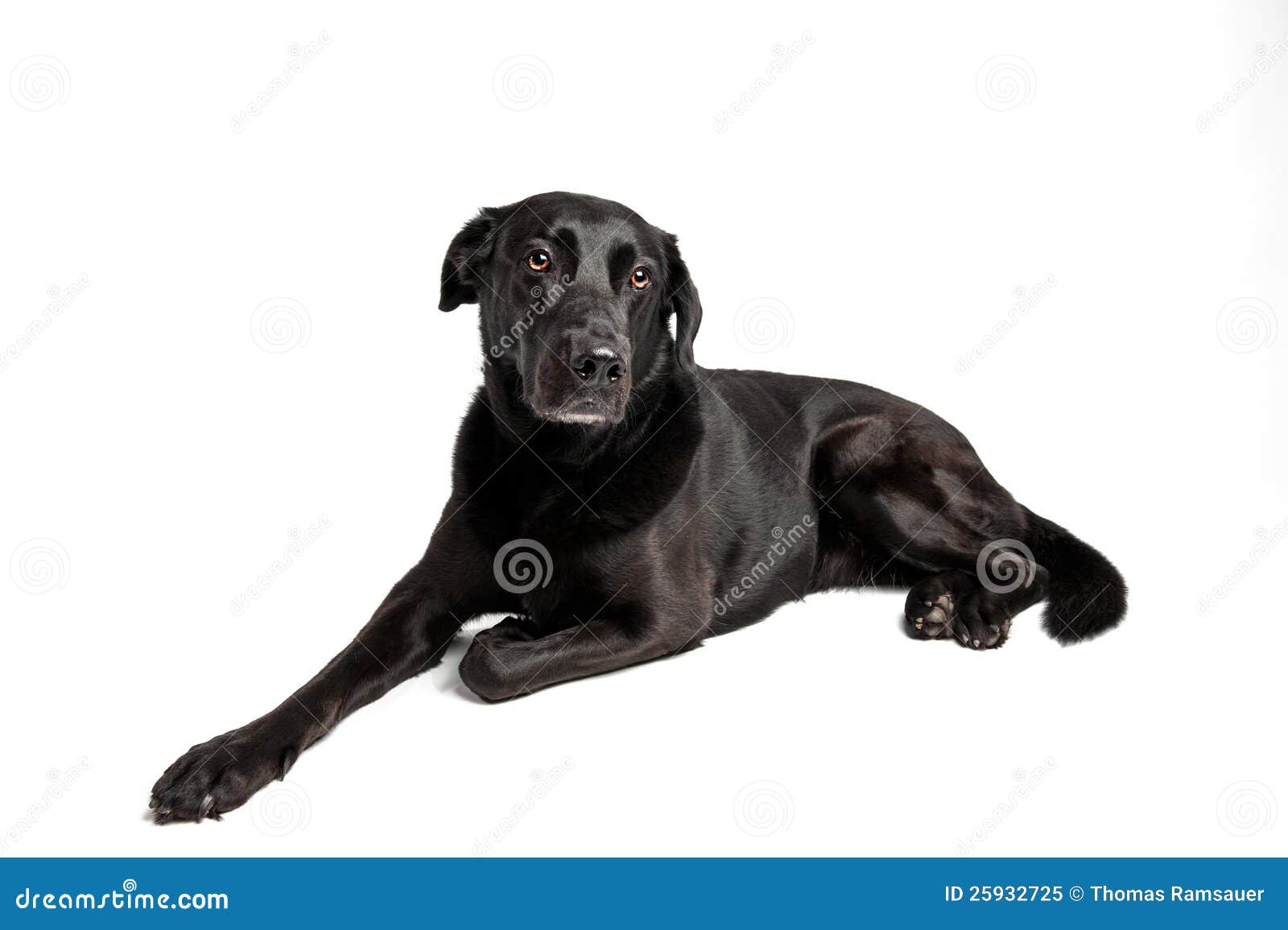 Black Labrador in Front of White Stock Image - Image of lying, female ...