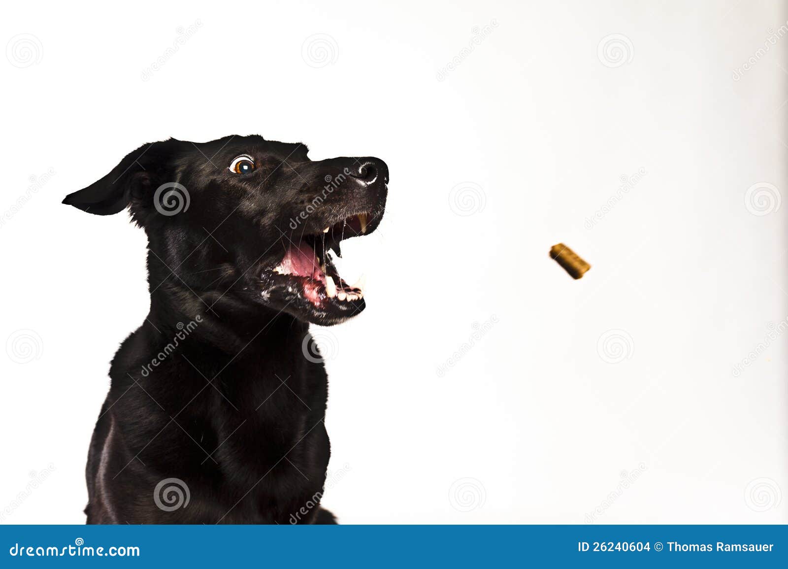 Black Labrador in Front of White Stock Photo - Image of view, reward ...