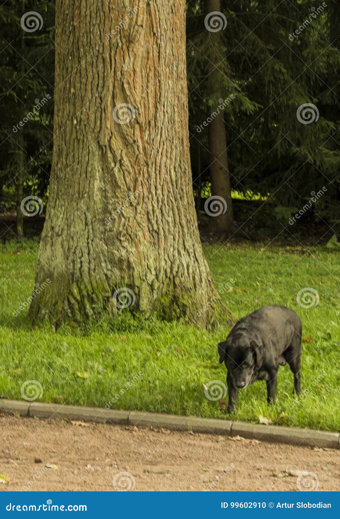 Black Labrador Comes from a Tree Stock Photo - Image of depth, grass ...