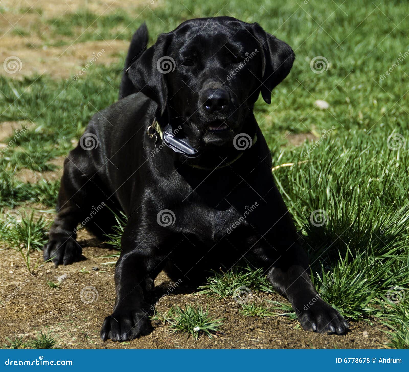 Black Labrador in Grass stock photo. Image of grass, labrador - 6778678