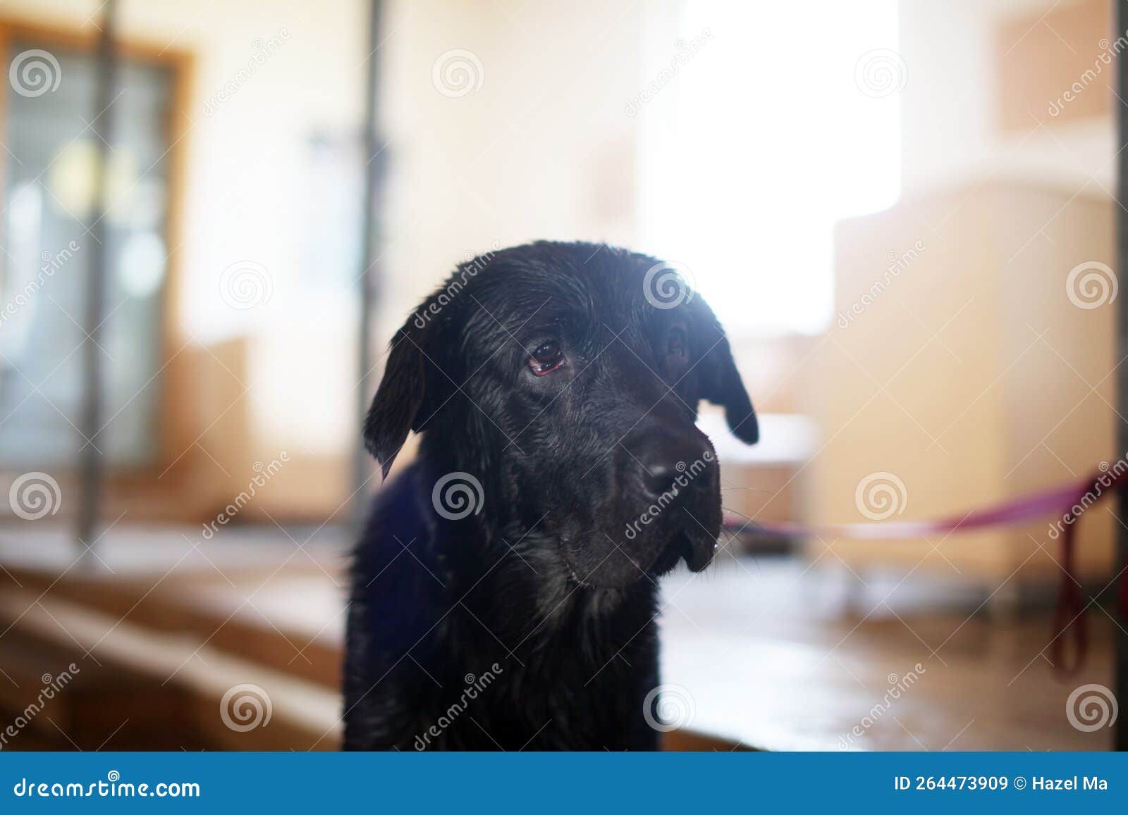 A black Labrador guide dog stock image. Image of white - 264473909