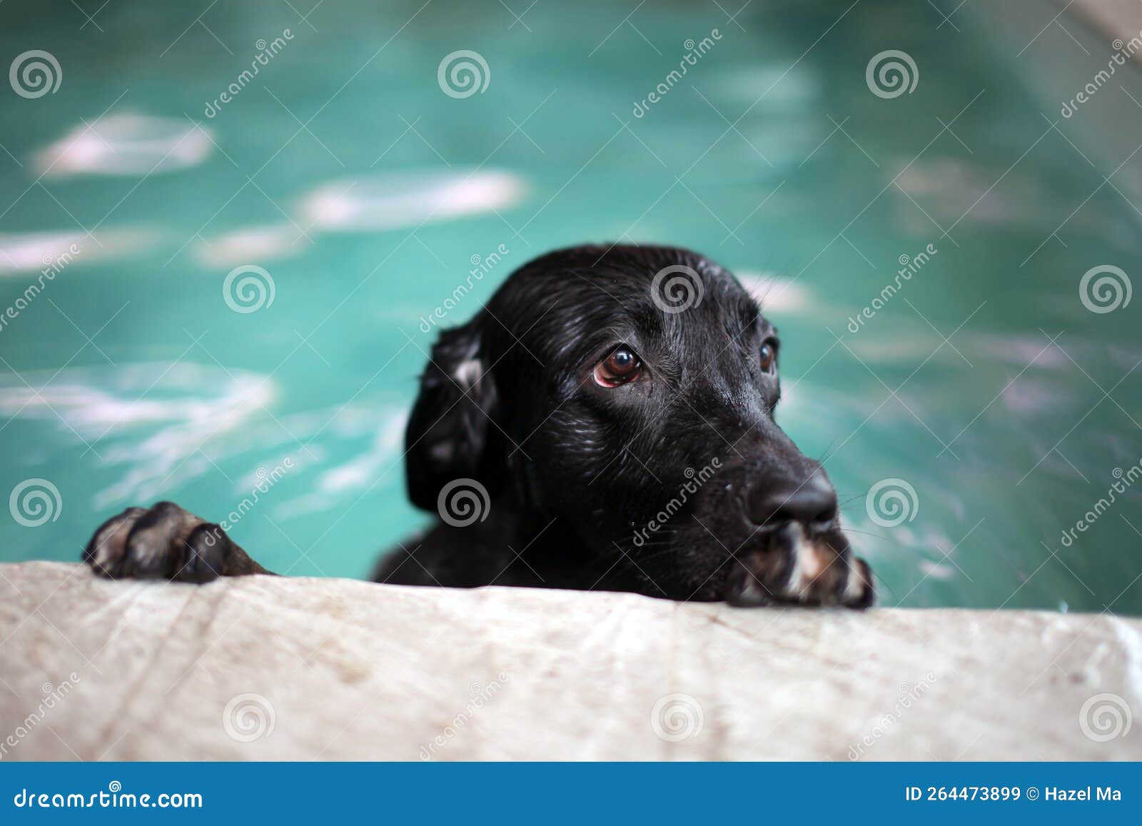 A Black Labrador Guide Dog is Swimming Stock Image - Image of terrier ...