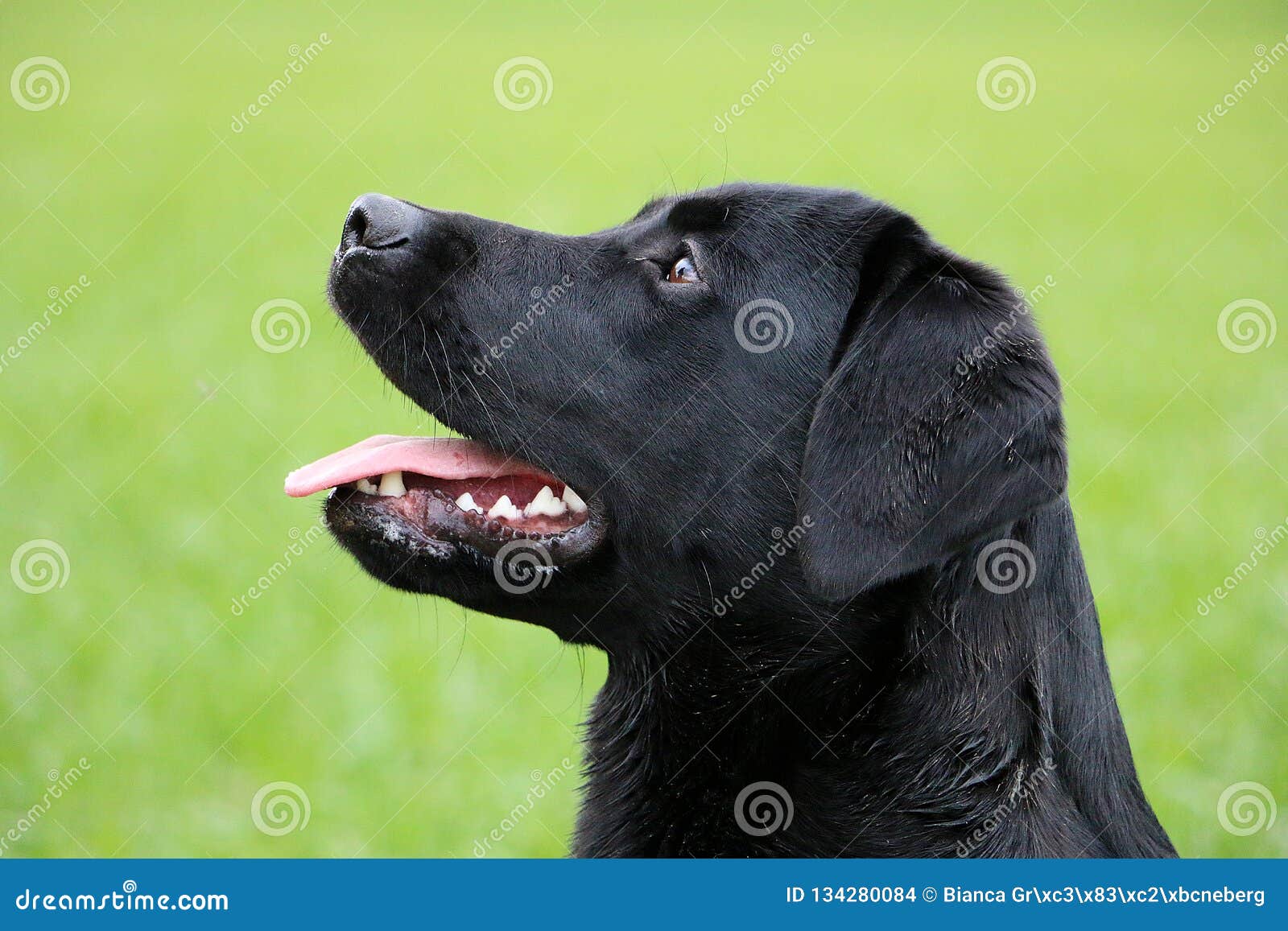 Black Labrador Head Portrait Side View Stock Photo - Image of field ...