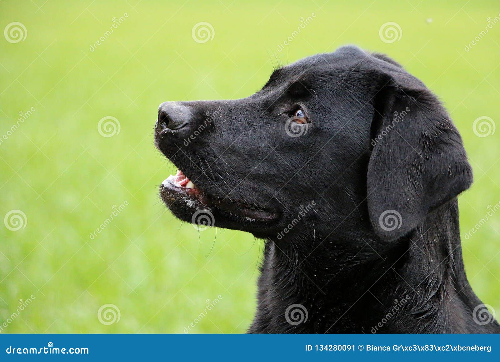 Black Labrador Head Portrait Side View Stock Image - Image of golden ...