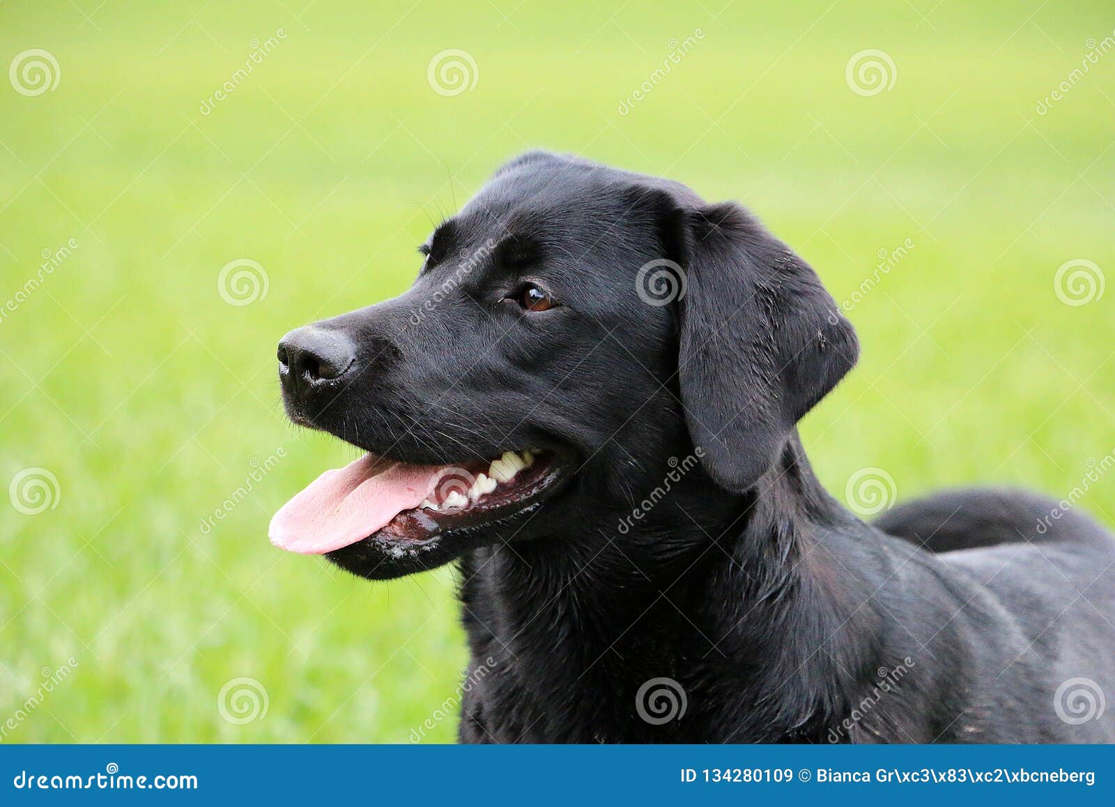 Black Labrador Head Portrait Side View Stock Image - Image of ...