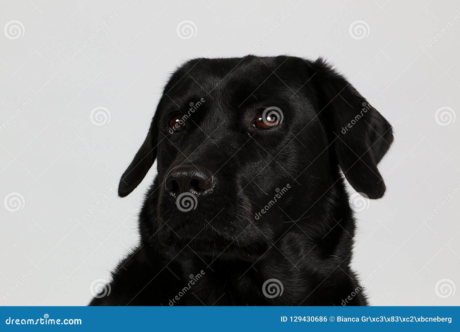 Black Labrador Head Portrait in the Studio Stock Photo - Image of ...