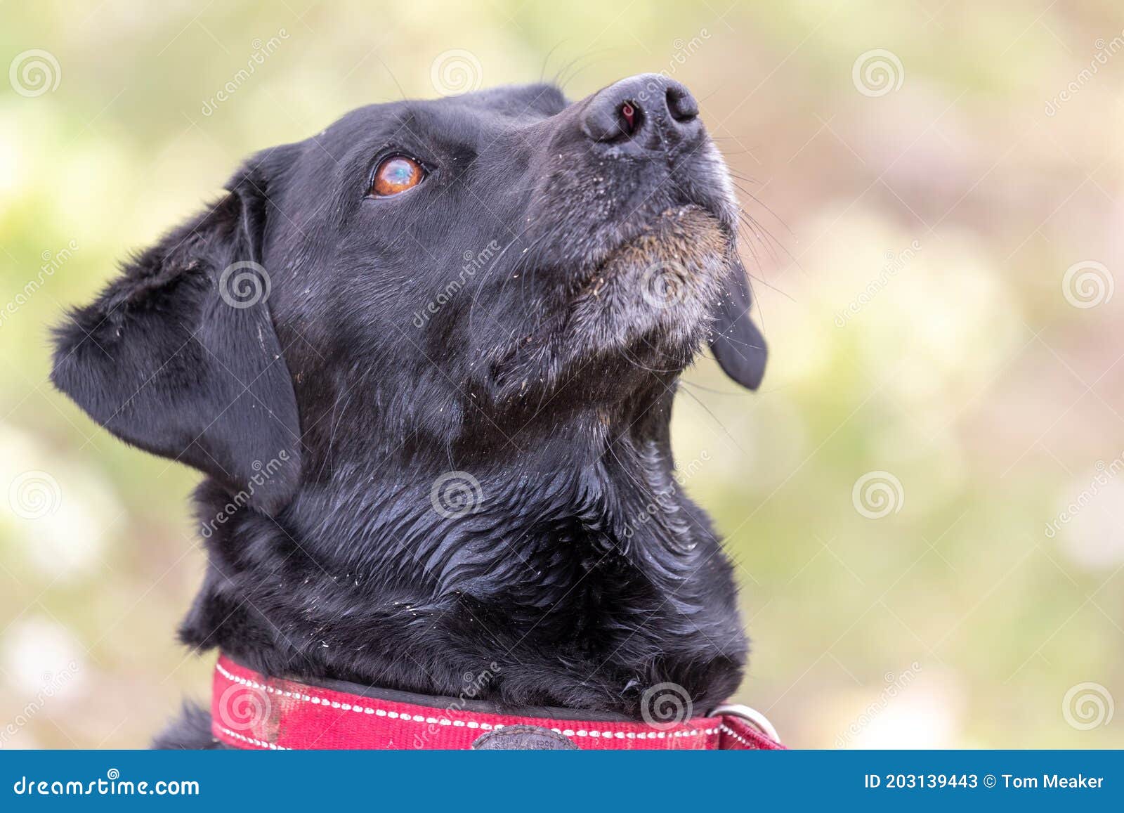 Black Labrador stock image. Image of outdoors, headshot - 203139443