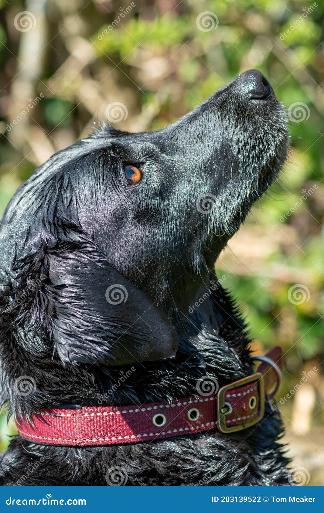 Black Labrador stock photo. Image of nature, headshot - 203139522