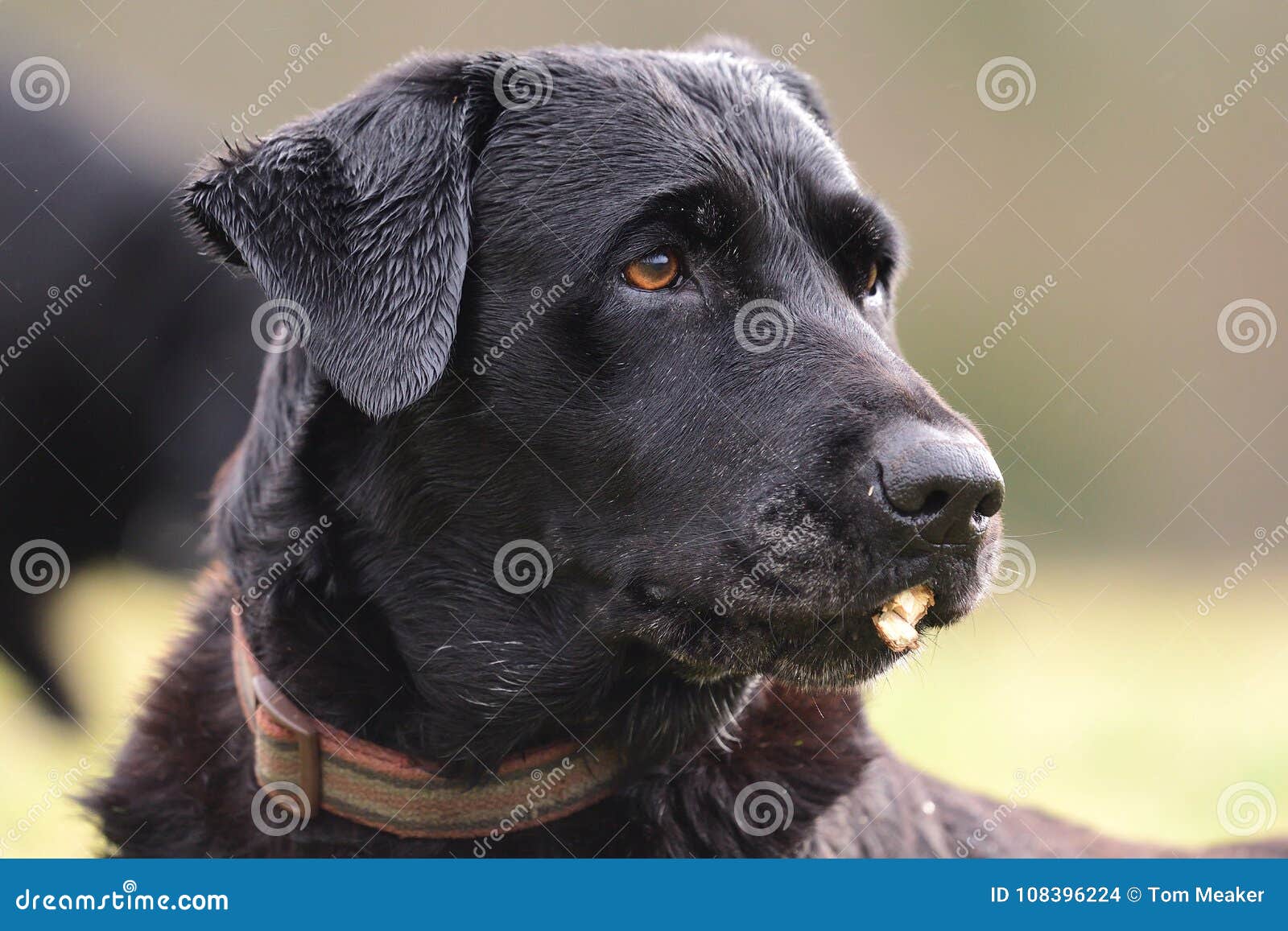 Black Labrador head shot stock photo. Image of mammal - 108396224