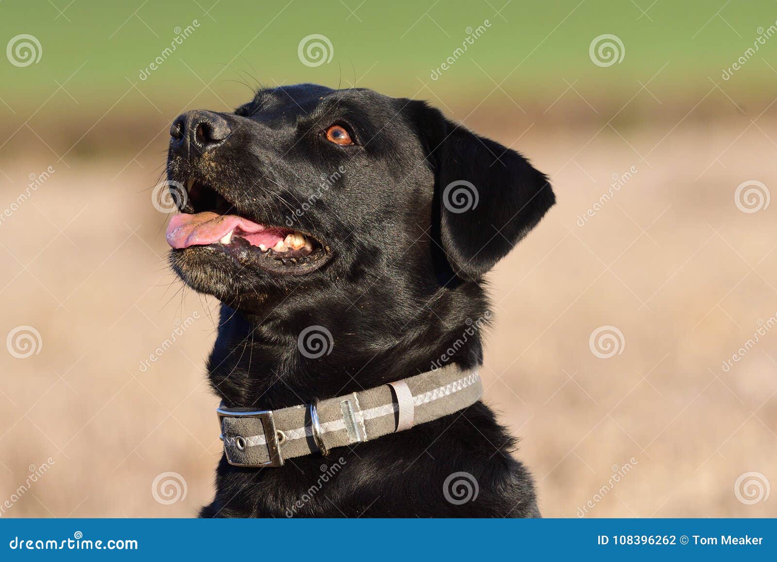 Black Labrador head shot stock photo. Image of happy - 108396262