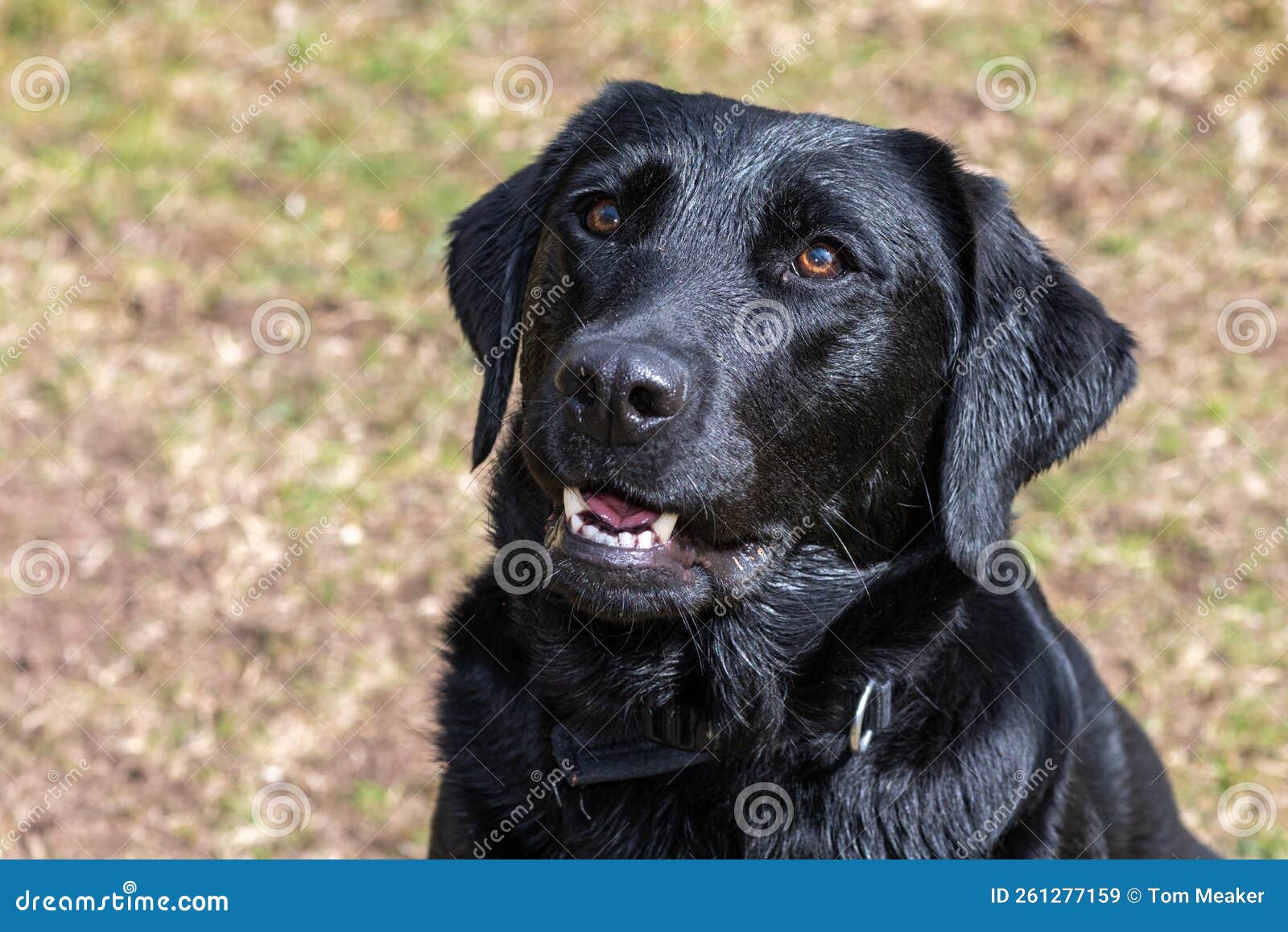 Black Labrador stock image. Image of portrait, close - 261277159