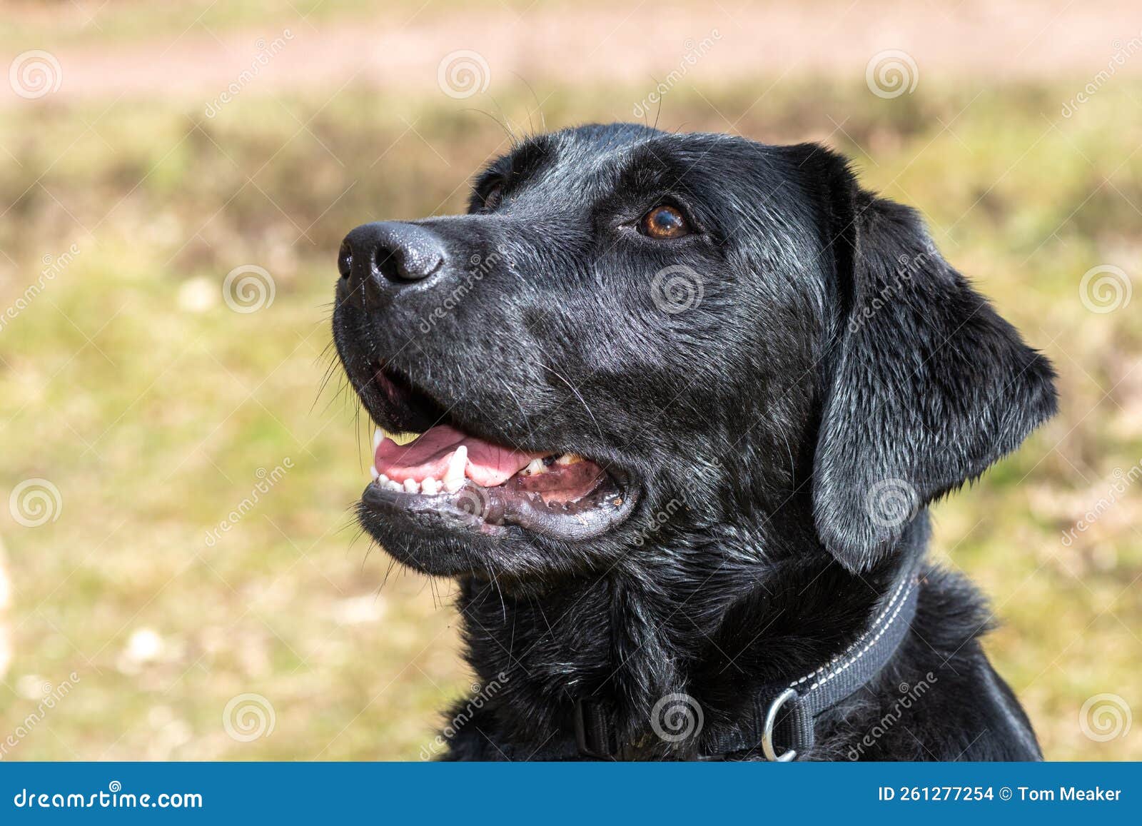 Black Labrador stock photo. Image of front, cute, face - 261277254