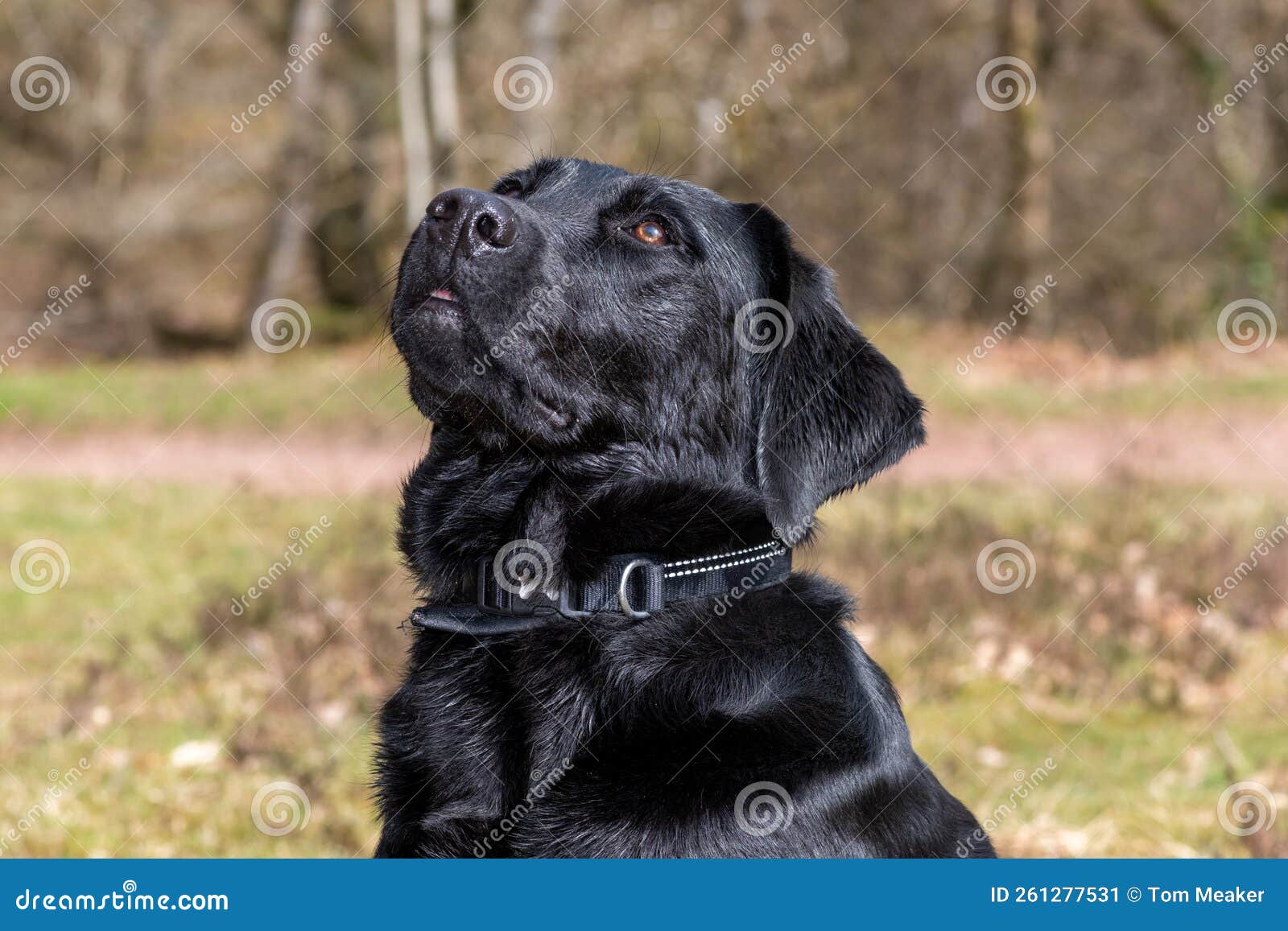 Black Labrador stock image. Image of outdoors, view - 261277531
