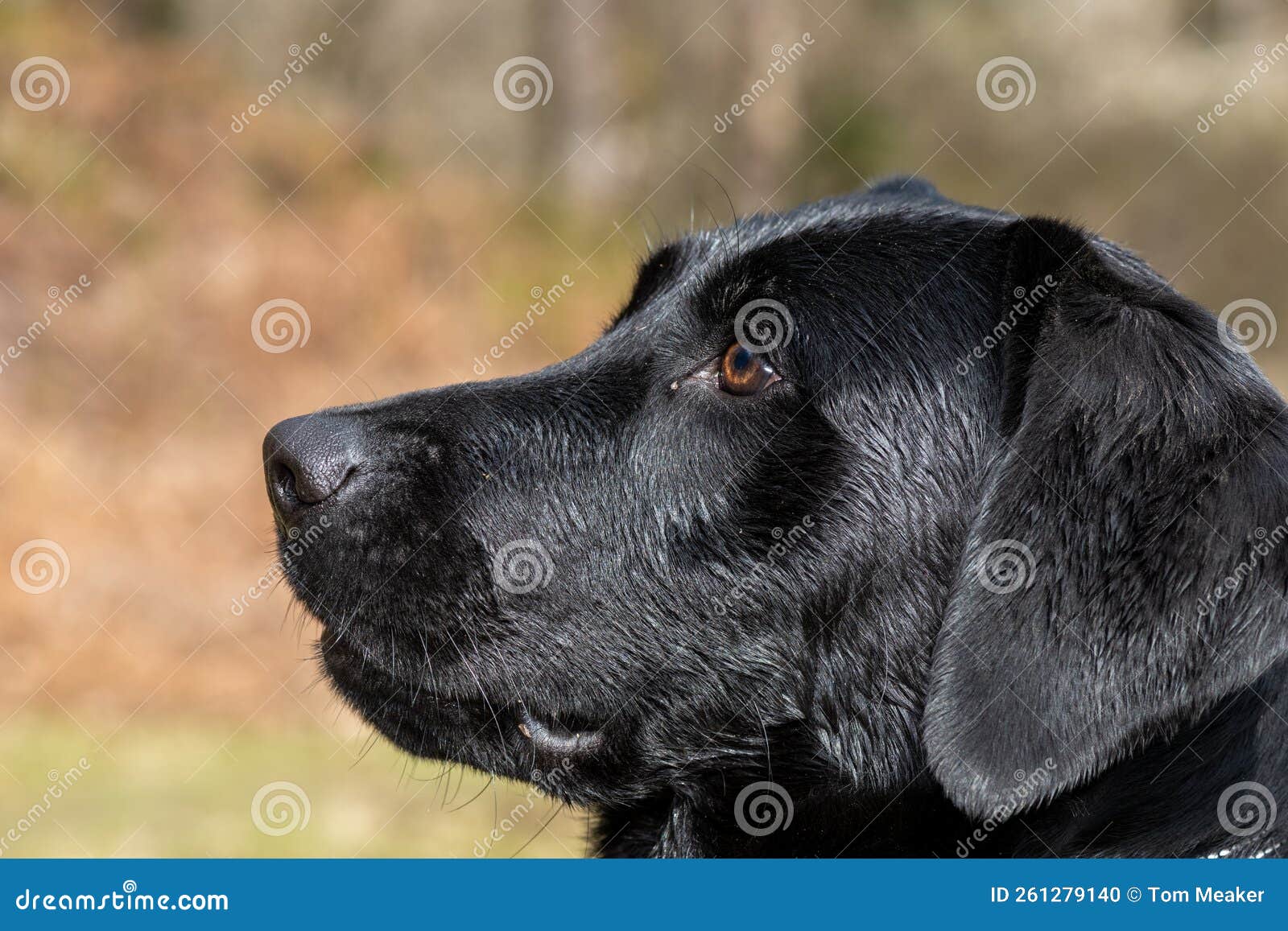 Black Labrador stock photo. Image of domestic, natural - 261279140