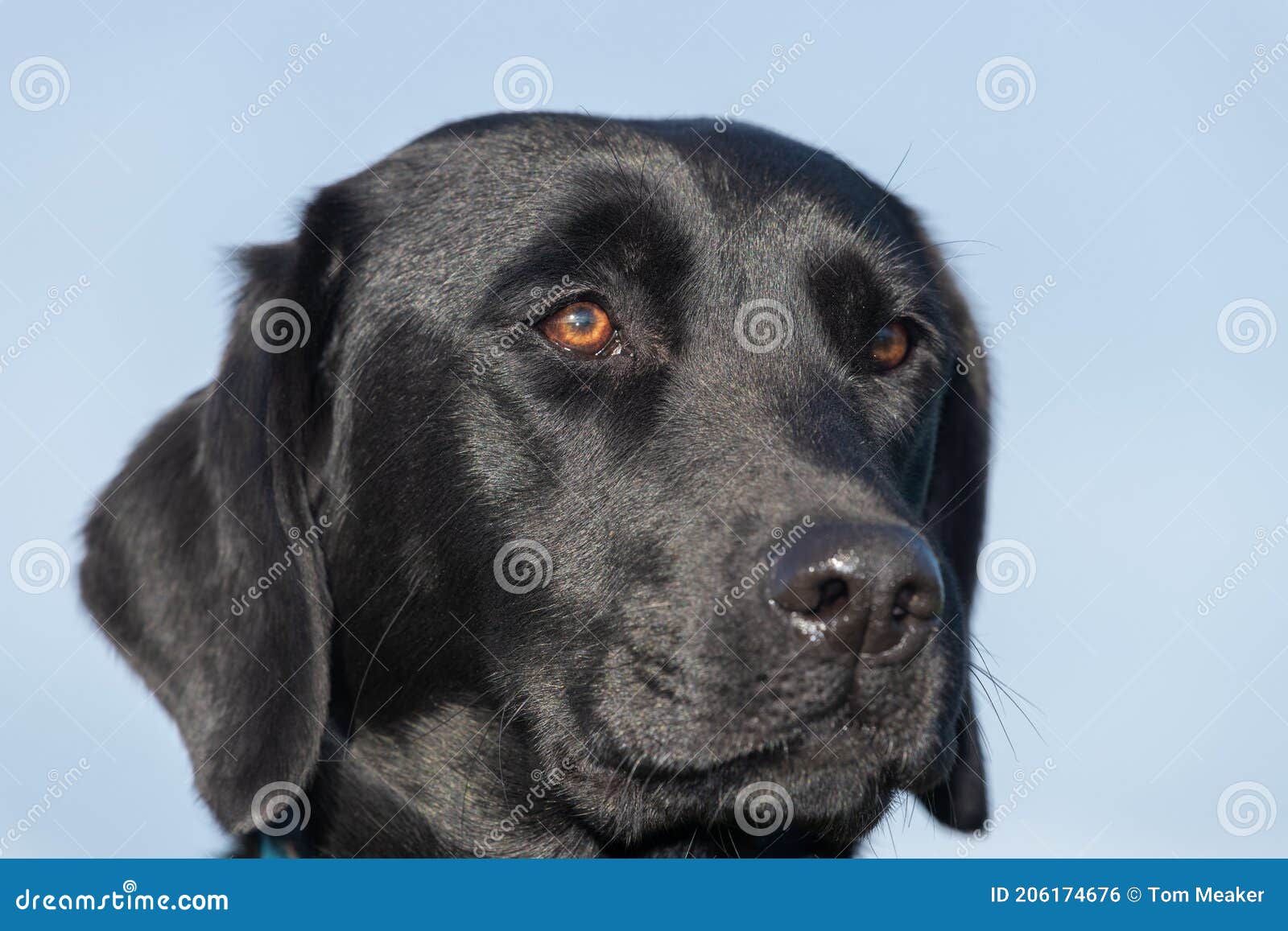 Black Labrador stock photo. Image of view, animal, canine - 206174676