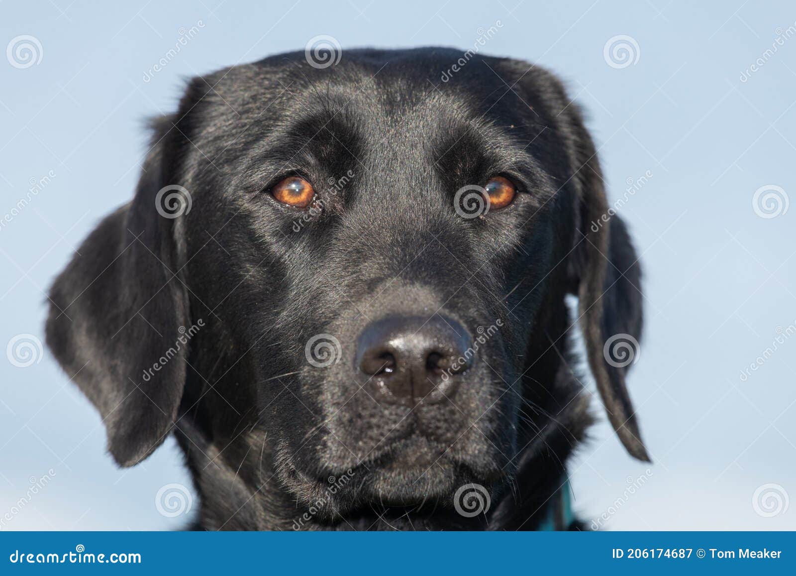 Black Labrador stock image. Image of labrador, young - 206174687