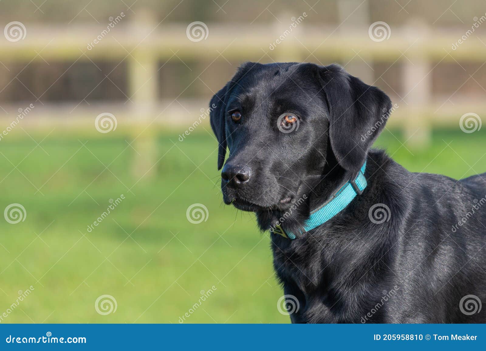 Black Labrador stock photo. Image of cute, closeup, headshot - 205958810