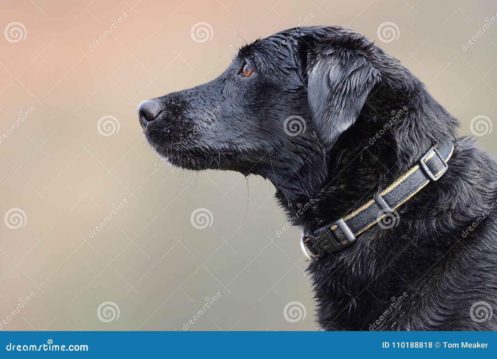 Black Labrador head shot stock photo. Image of dogs - 110188818