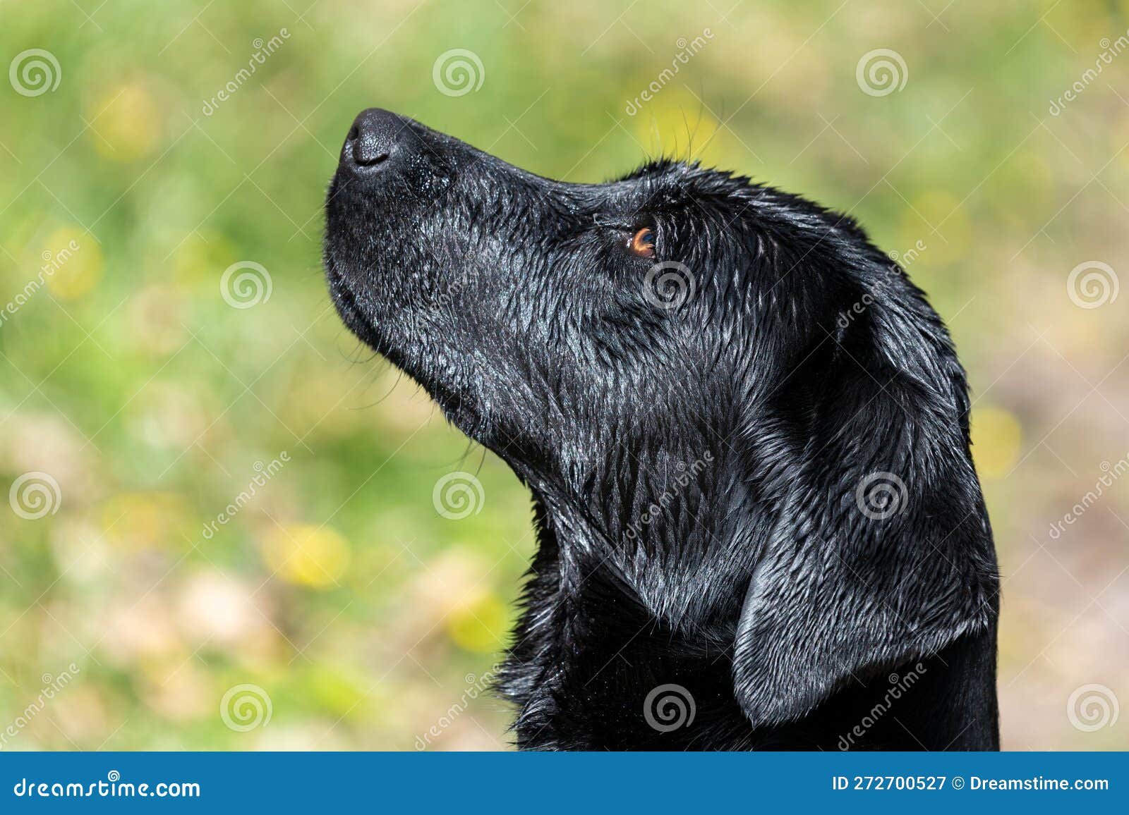 Black Labrador stock image. Image of retriever, labrador - 272700527