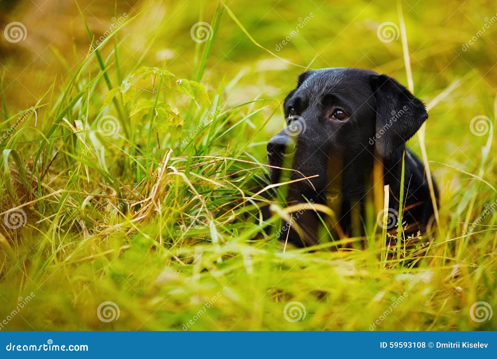 Black Labrador Hiding in the Grass Stock Photo - Image of hiding ...