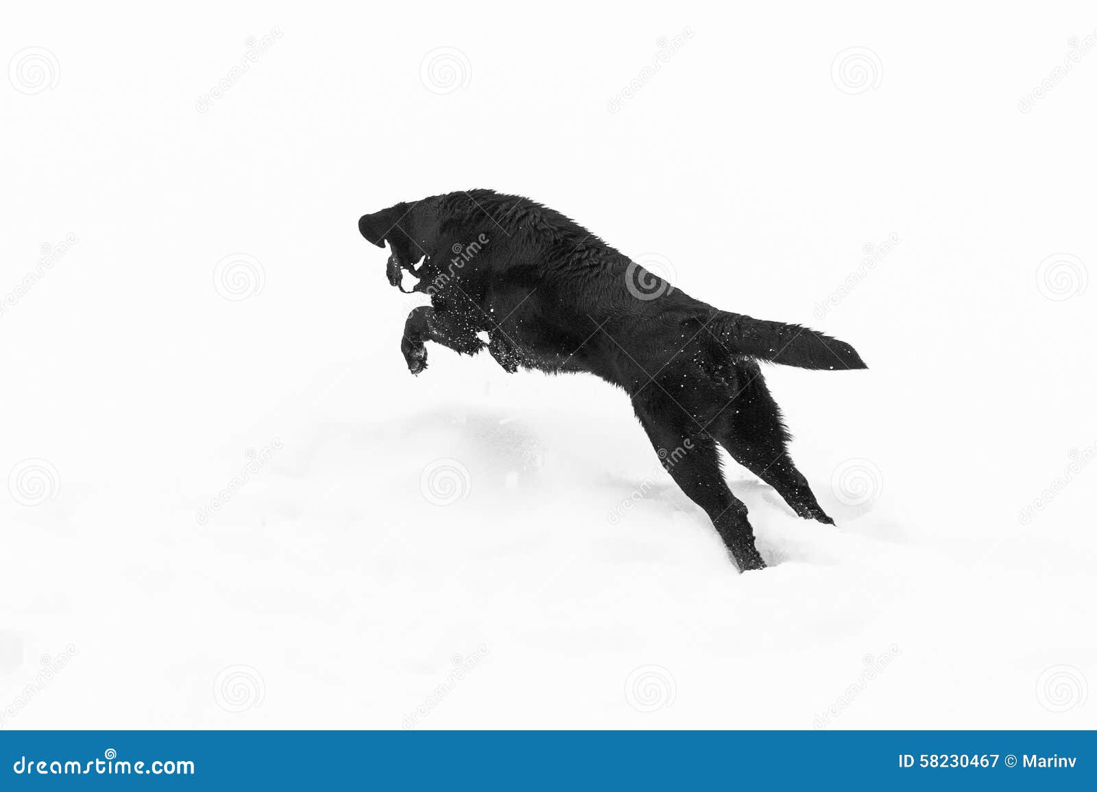 Black Labrador Jumping on the White Snow Stock Image - Image of ...