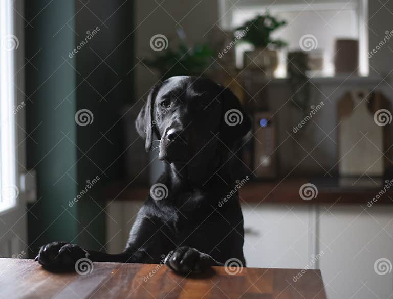 Black Labrador on the Kitchen Worktop Looking for Food Stock Photo ...