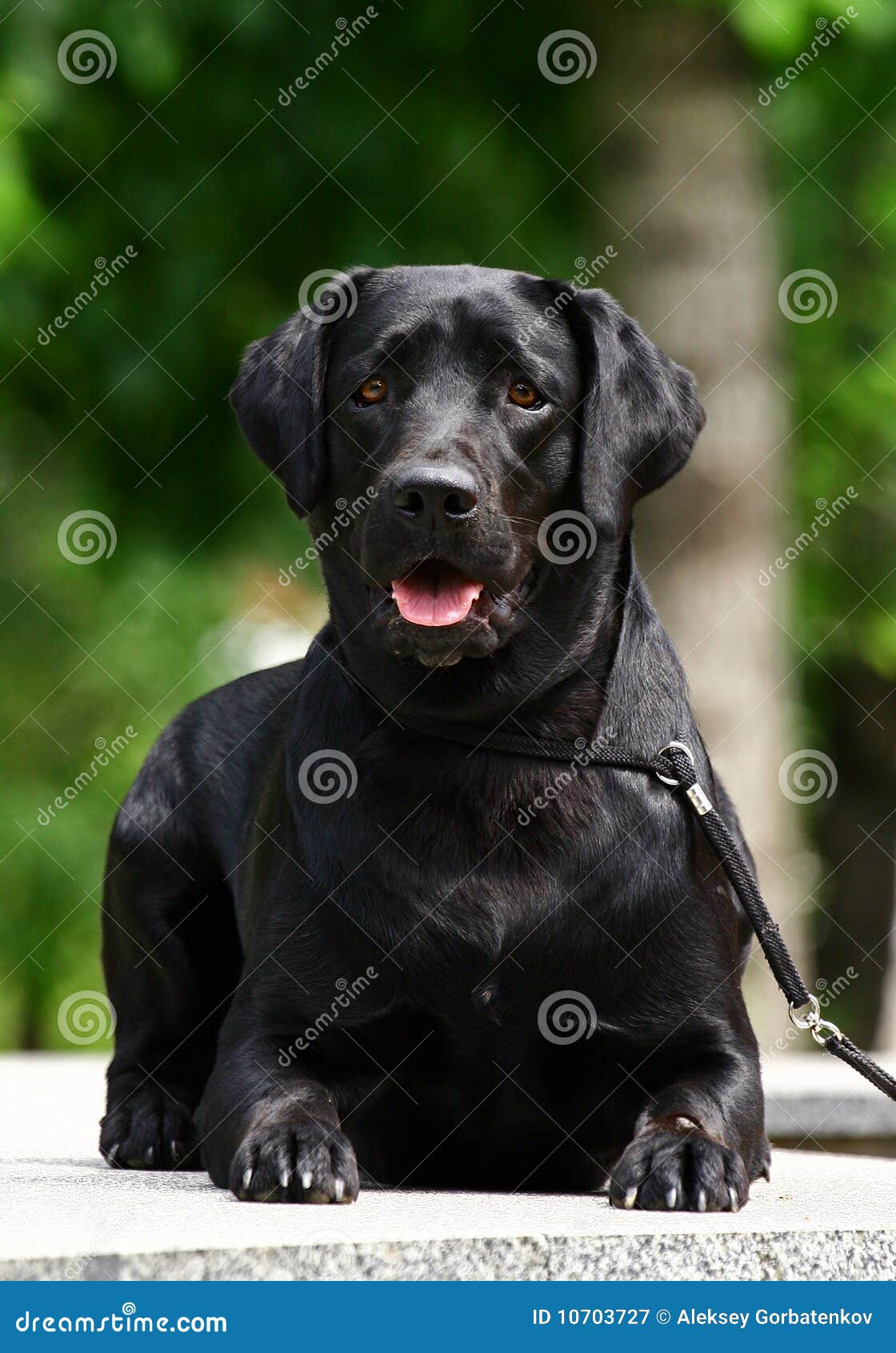 Black Labrador laying stock image. Image of curiosity - 10703727