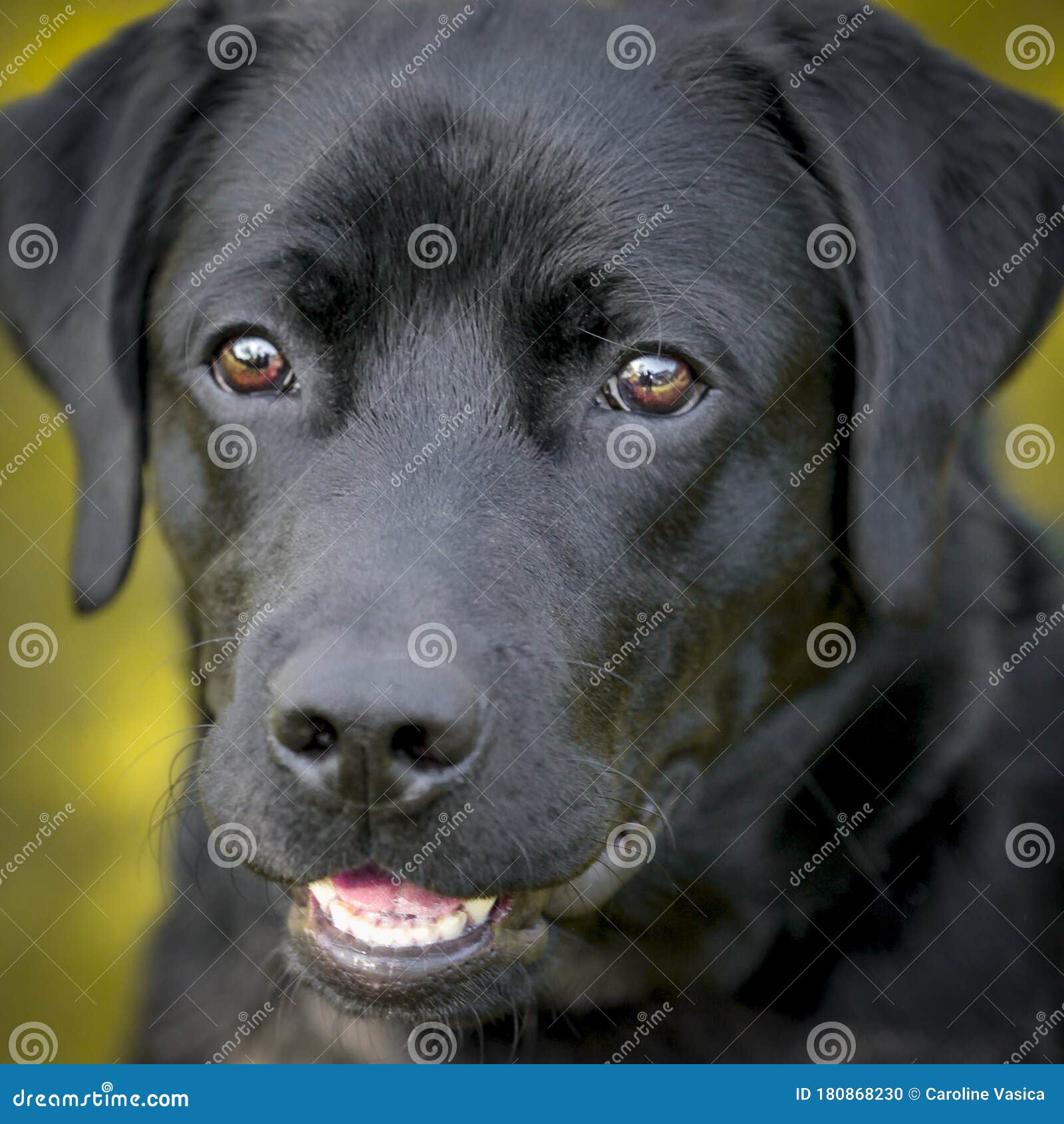 Black Labrador Looking at the Camera. Stock Photo - Image of brown ...