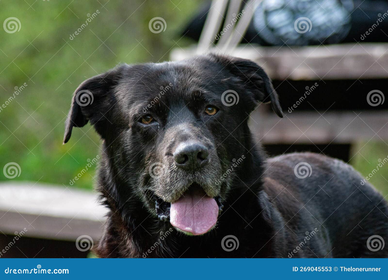 Black Labrador Looking To the Camera with Smile Stock Image - Image of ...