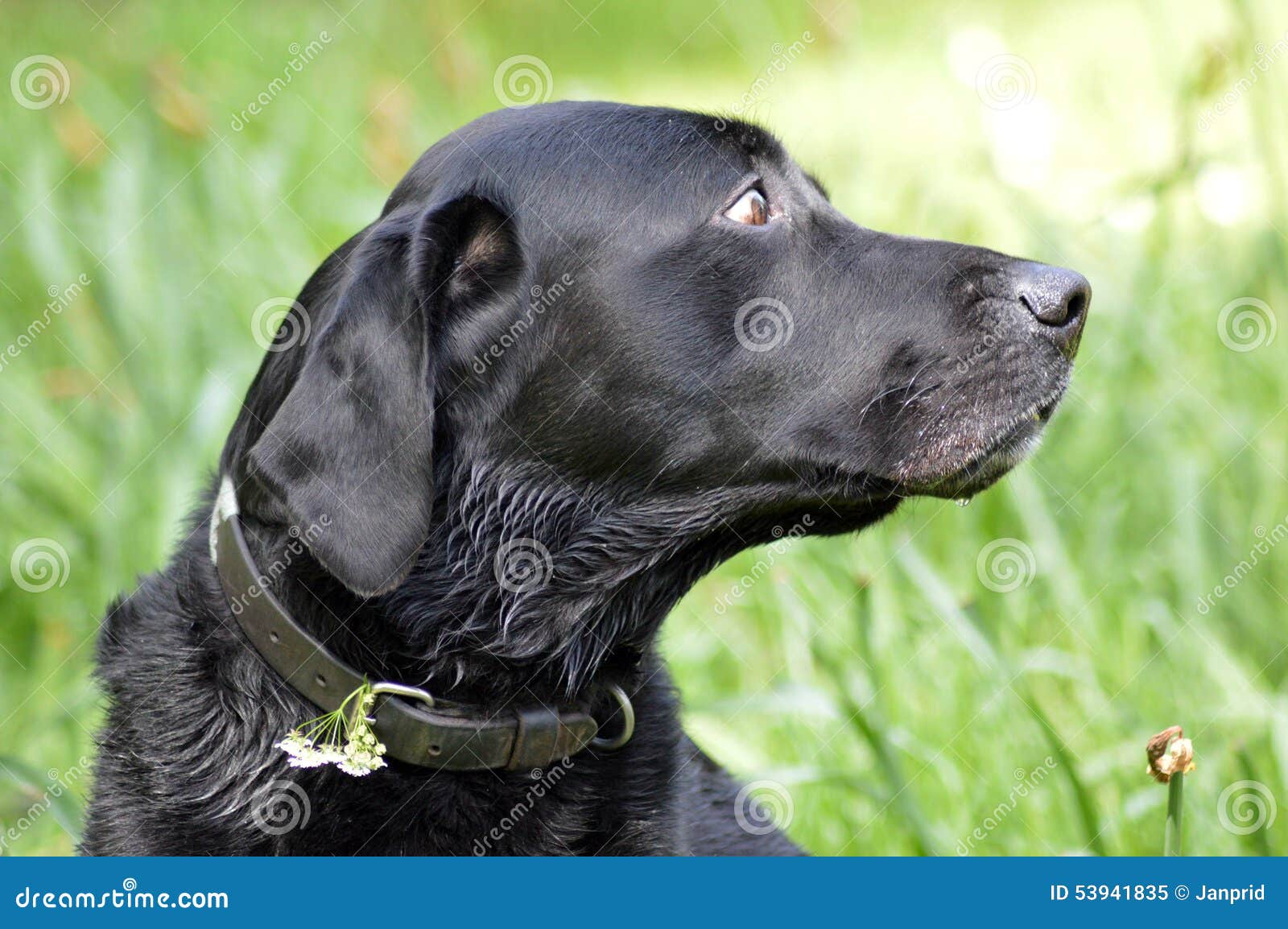 Black labrador stock image. Image of shiny, labrador - 53941835