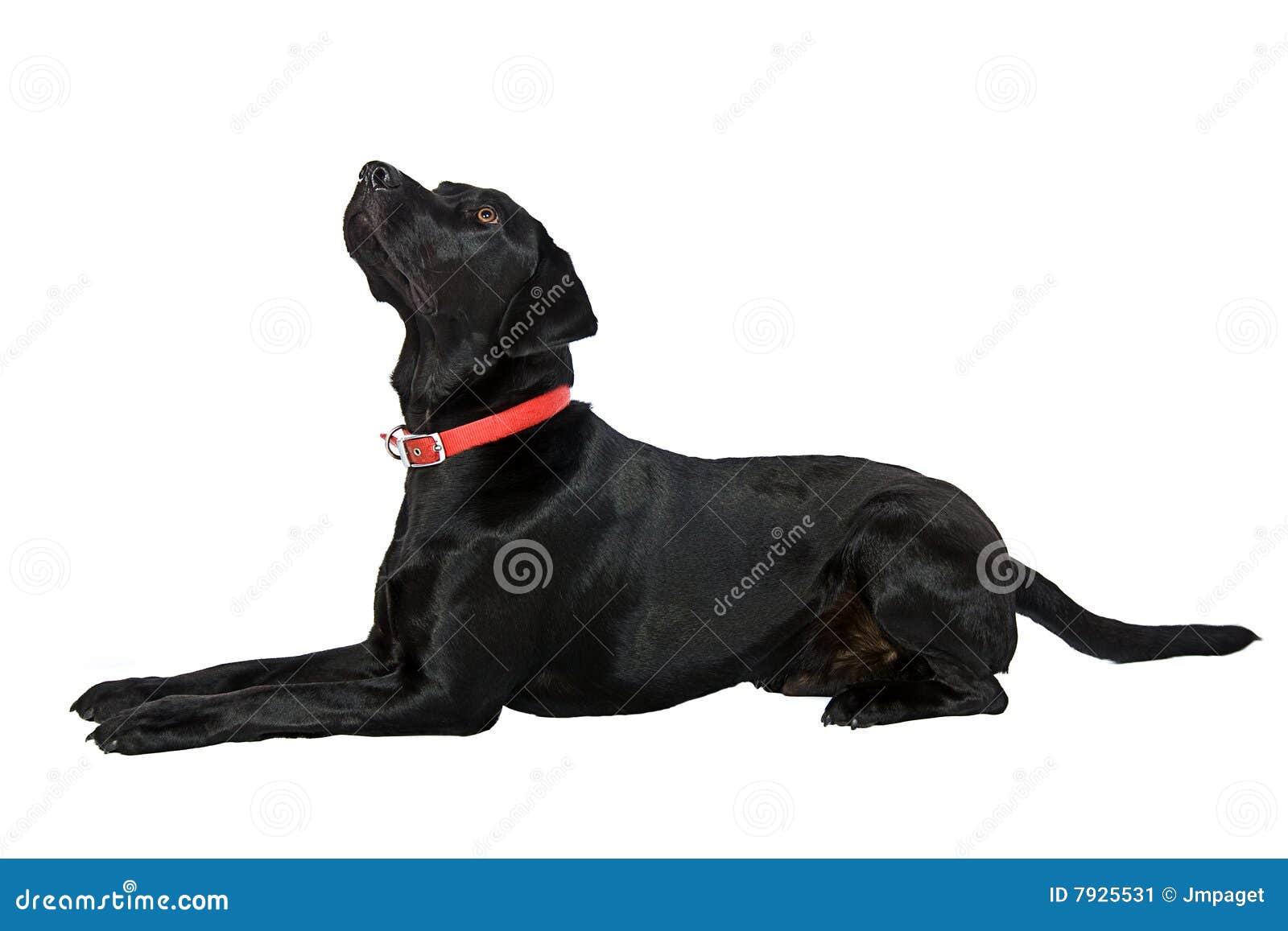 Black Labrador Lying Down stock image. Image of black - 7925531