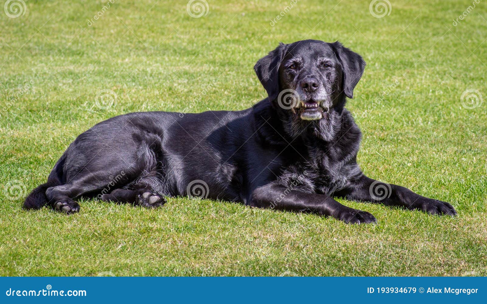 Old Black Labrador Lying Down Stock Image - Image of facing, green ...