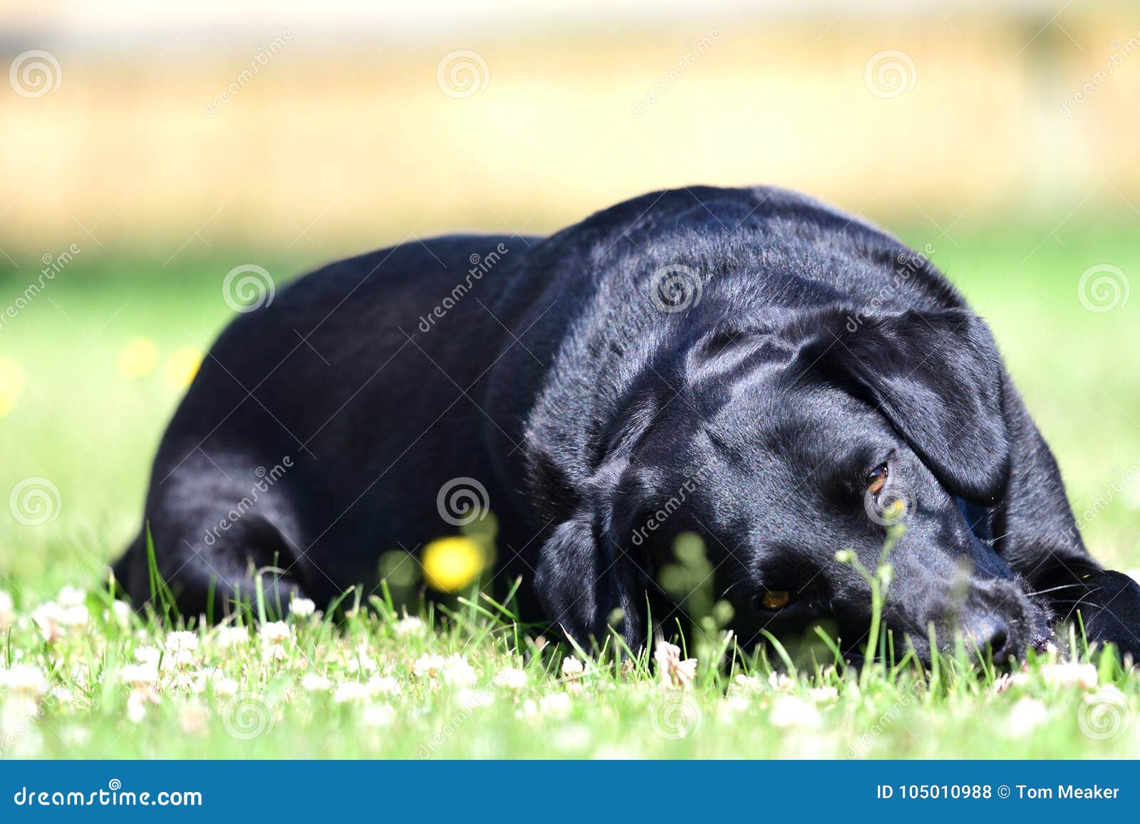 Black Labrador Lying on the Grass while Chewing a Stone Stock Photo ...
