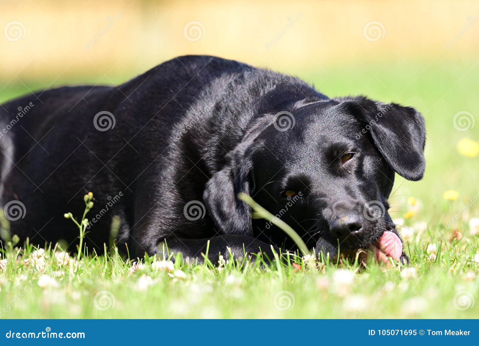 Black Labrador Lying on the Grass while Chewing a Stone Stock Image ...