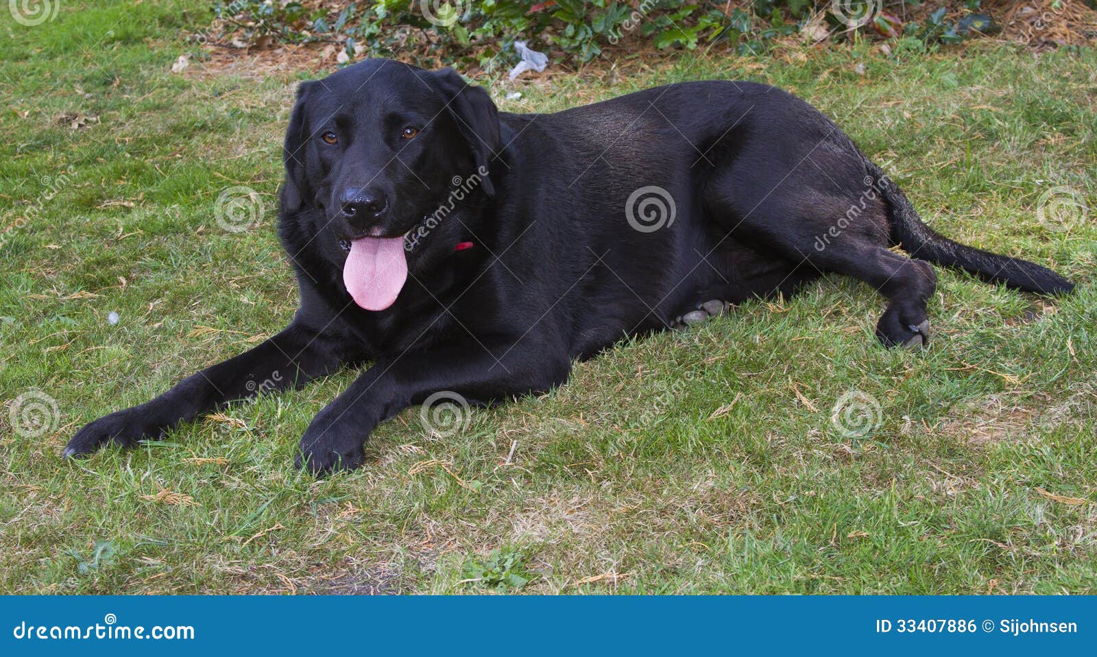 Black Labrador Lying on Grass Stock Photo - Image of beauty, obedient ...