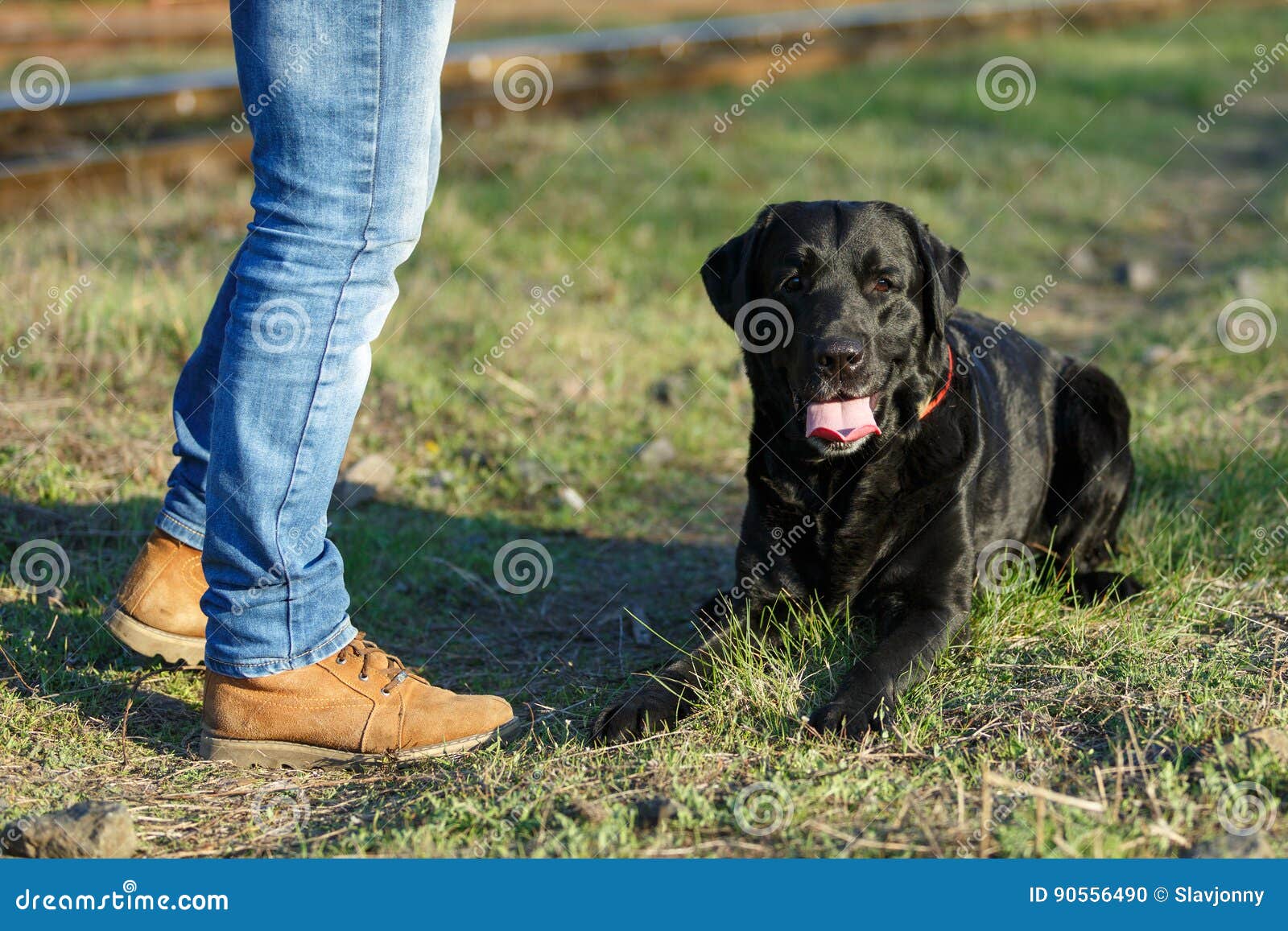 Black Labrador Lying Near the Feet of the Master. Stock Photo - Image ...