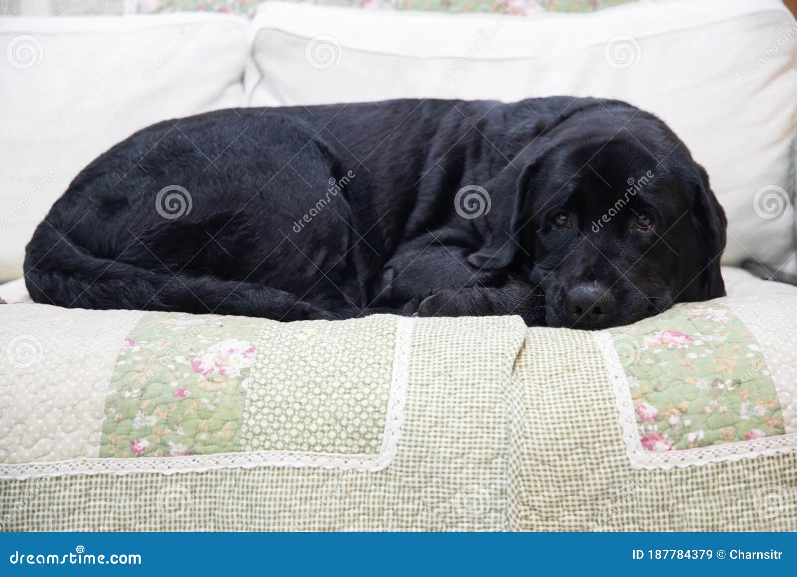 Black Labrador Laying on a Sofa Stock Image - Image of conservatory ...