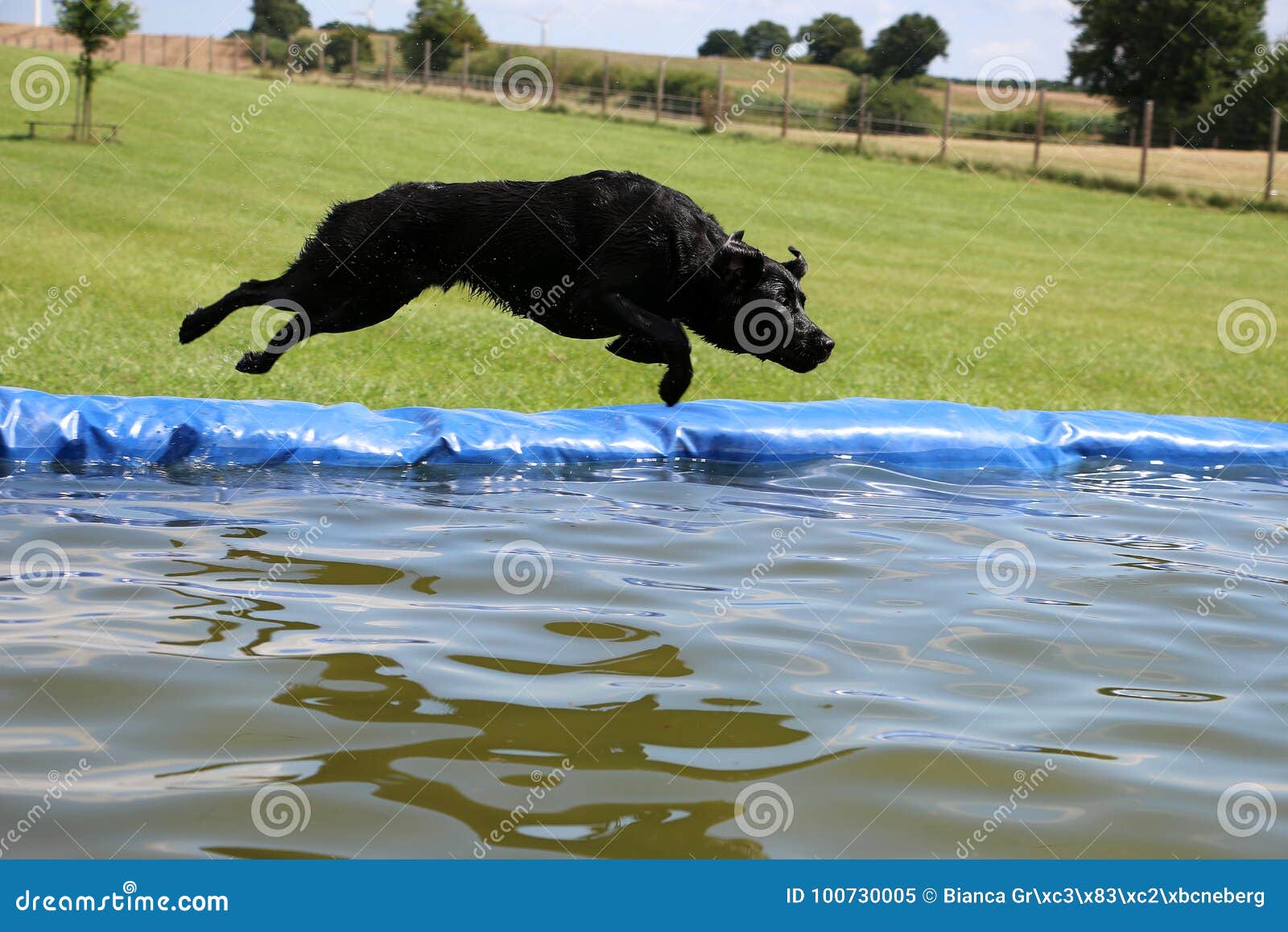Labrador in the pool stock image. Image of puppy, playing - 100730005