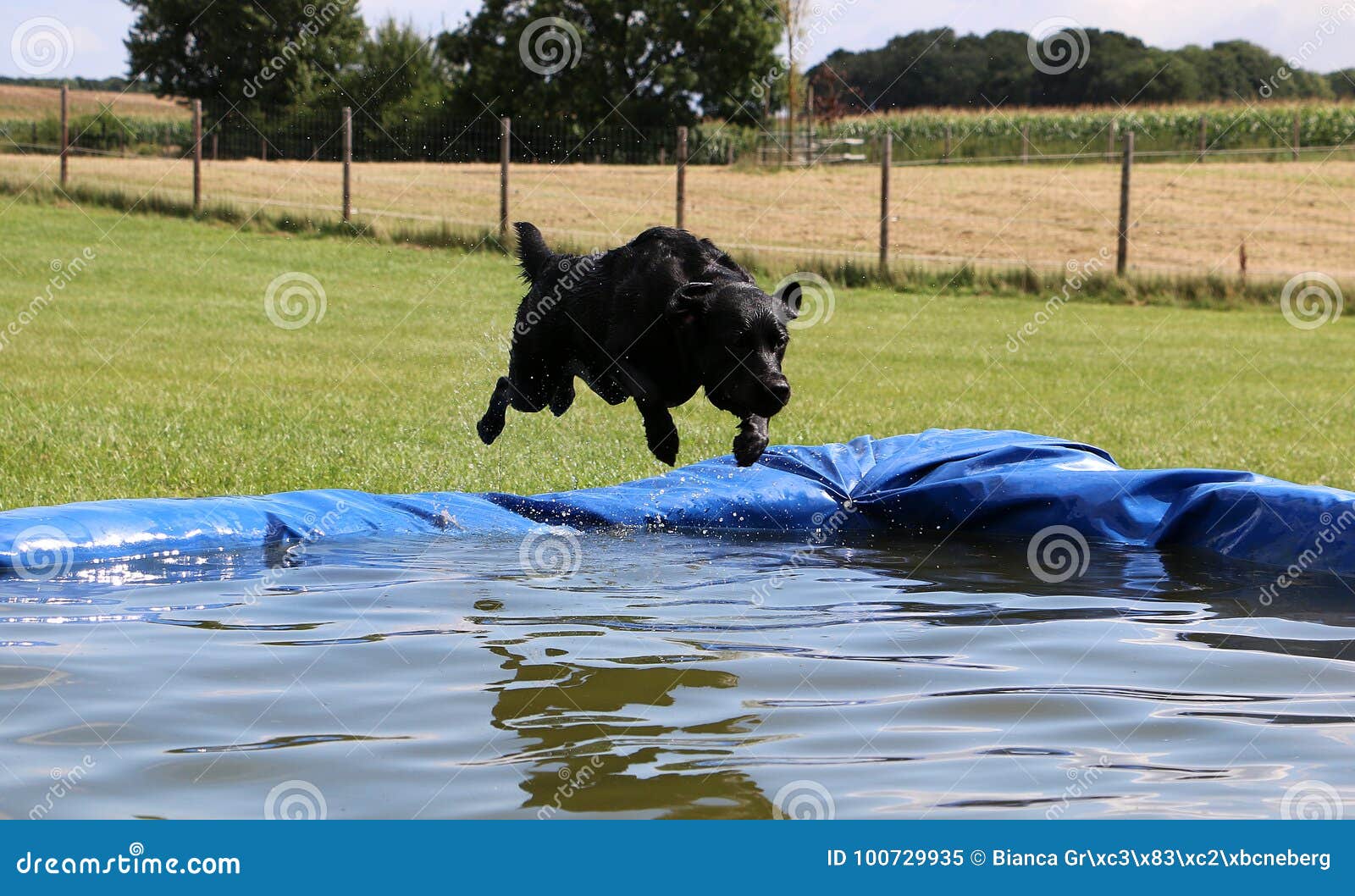 Labrador in the pool stock image. Image of cute, labrador - 100729935