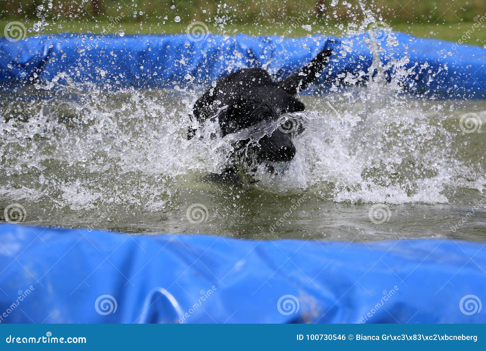 Labrador in the pool stock photo. Image of flying, chocolate - 100730546