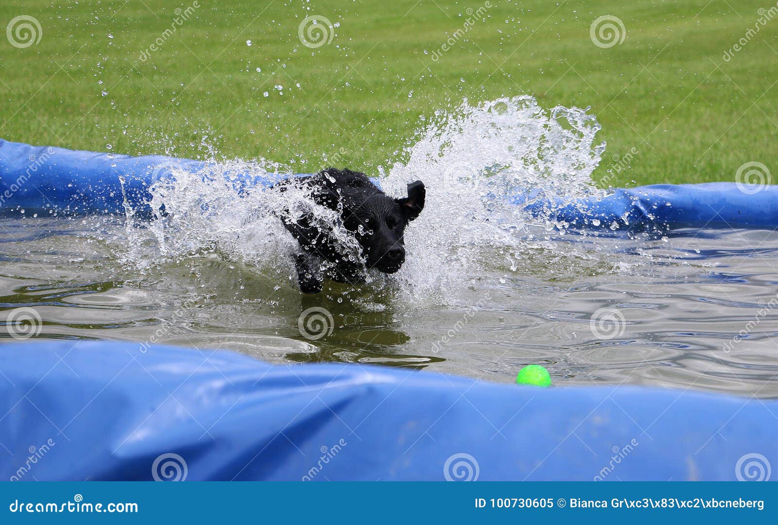 Labrador in the pool stock image. Image of park, face - 100730605