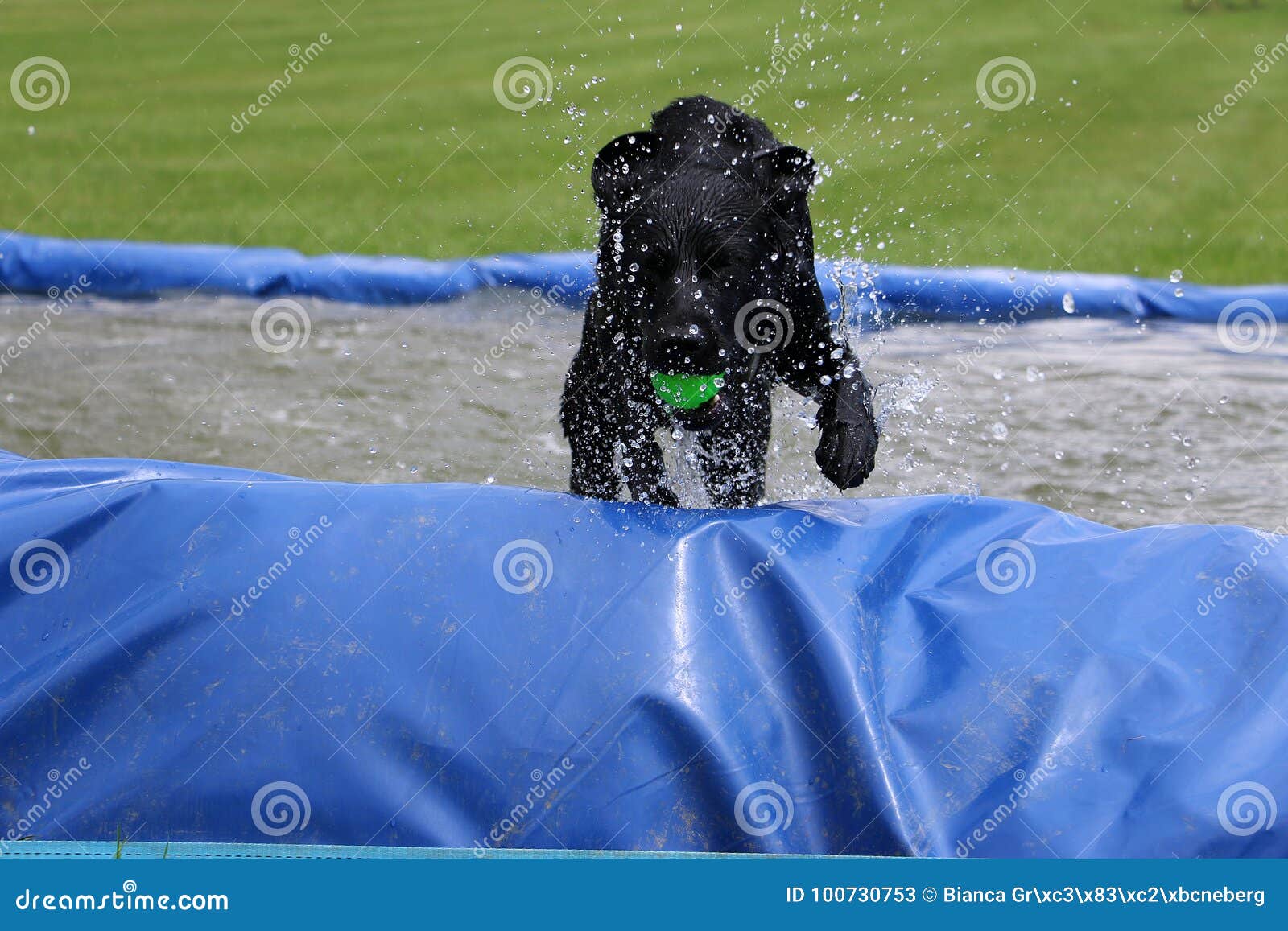 Labrador in the pool stock image. Image of friend, funny - 100730753