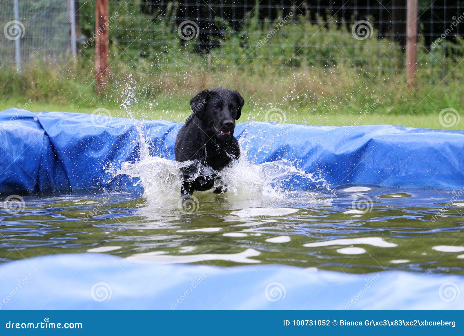 Labrador in the pool stock photo. Image of puppy, labrador - 100731052