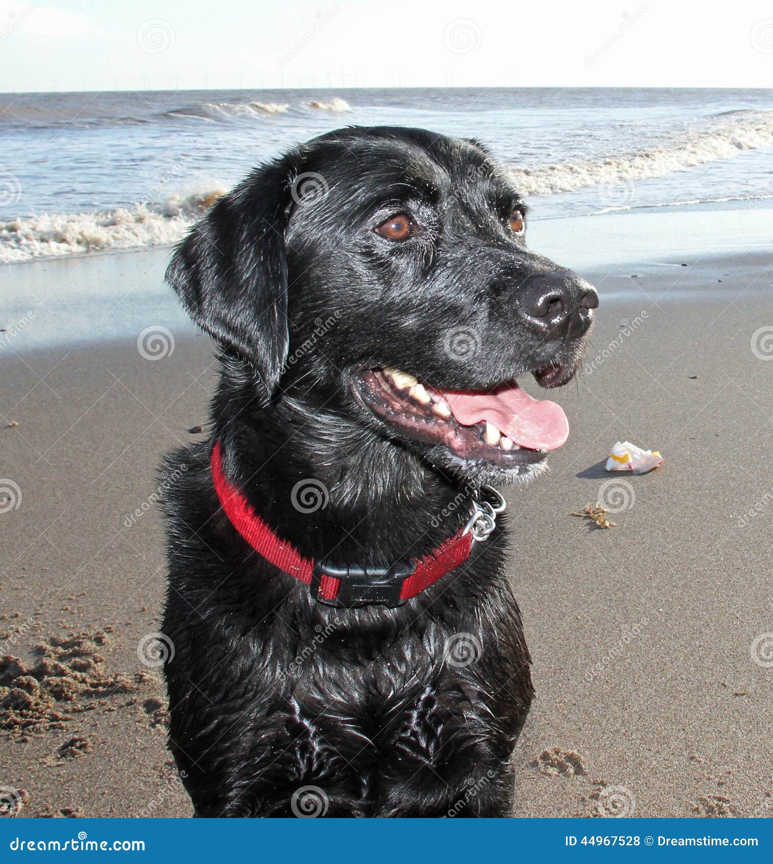 Black labrador male, stock photo. Image of labrador, left - 44967528